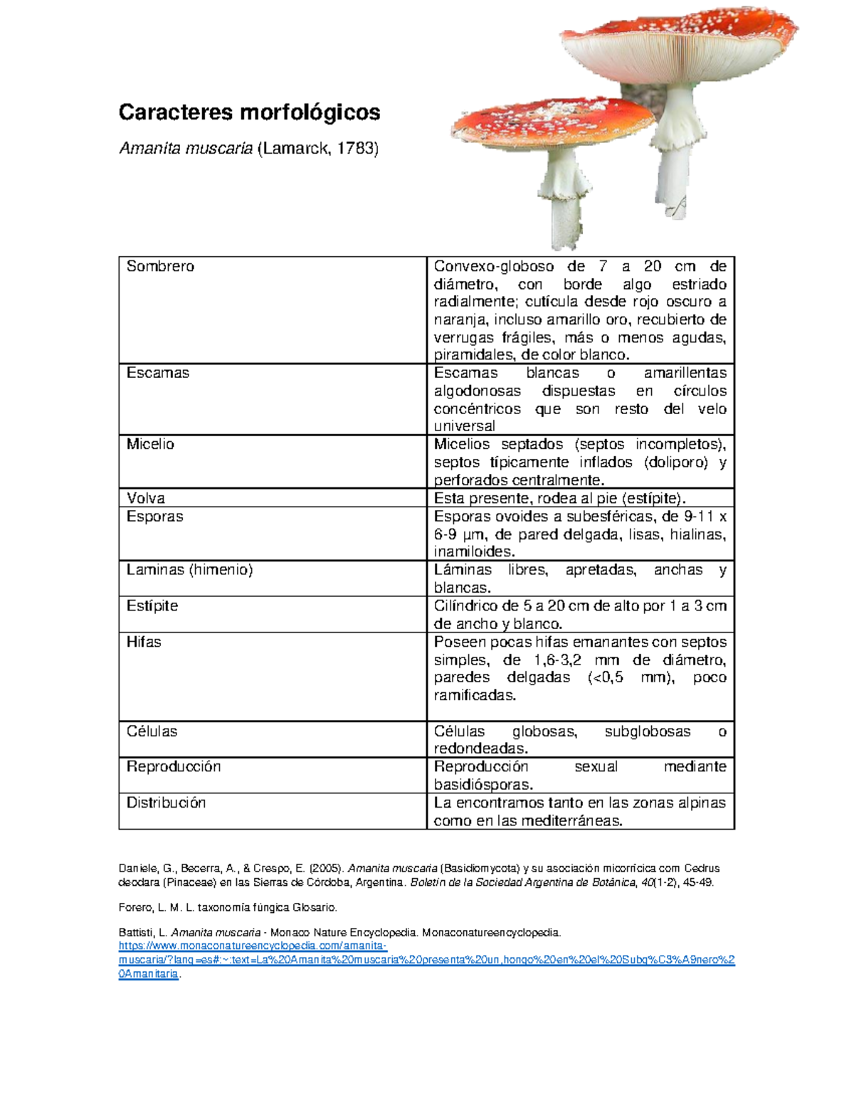 Caracteres morfológicos hongos 2 - Caracteres morfológicos Amanita muscaria (Lamarck, 1783 ...