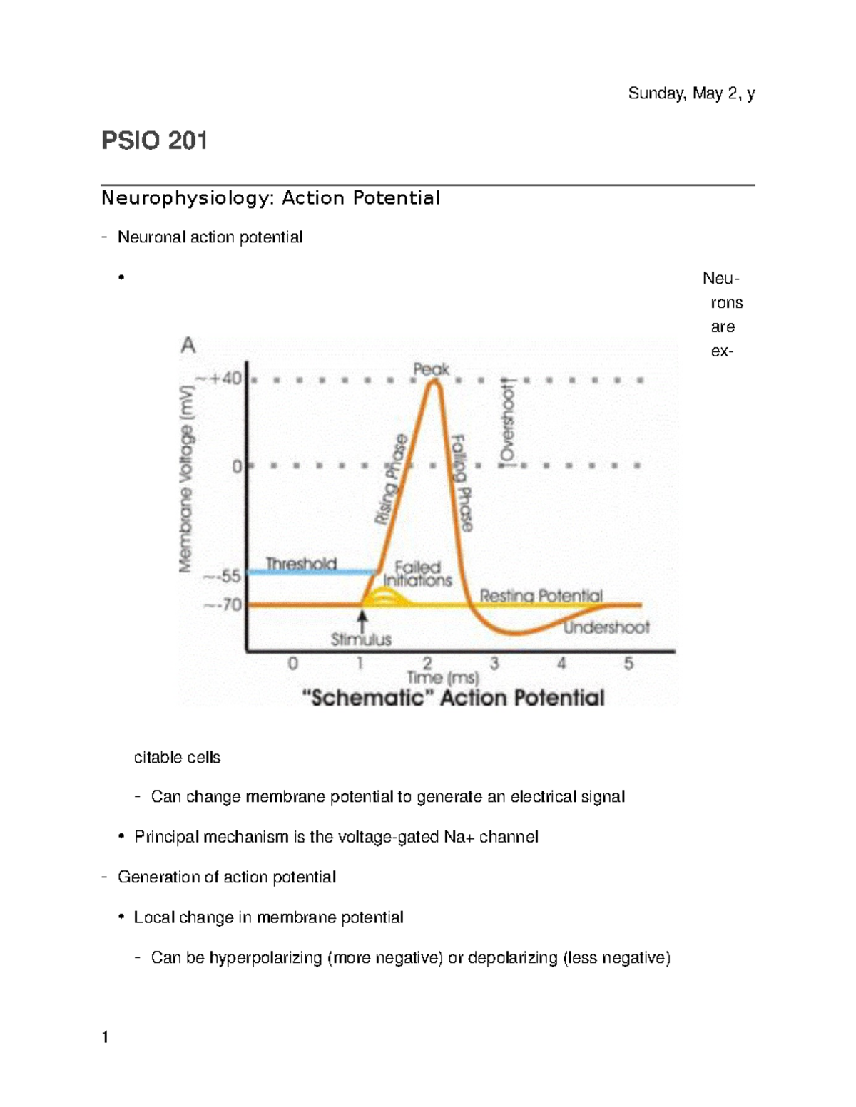 30 - Neurophysiology- Action Potential - Studocu