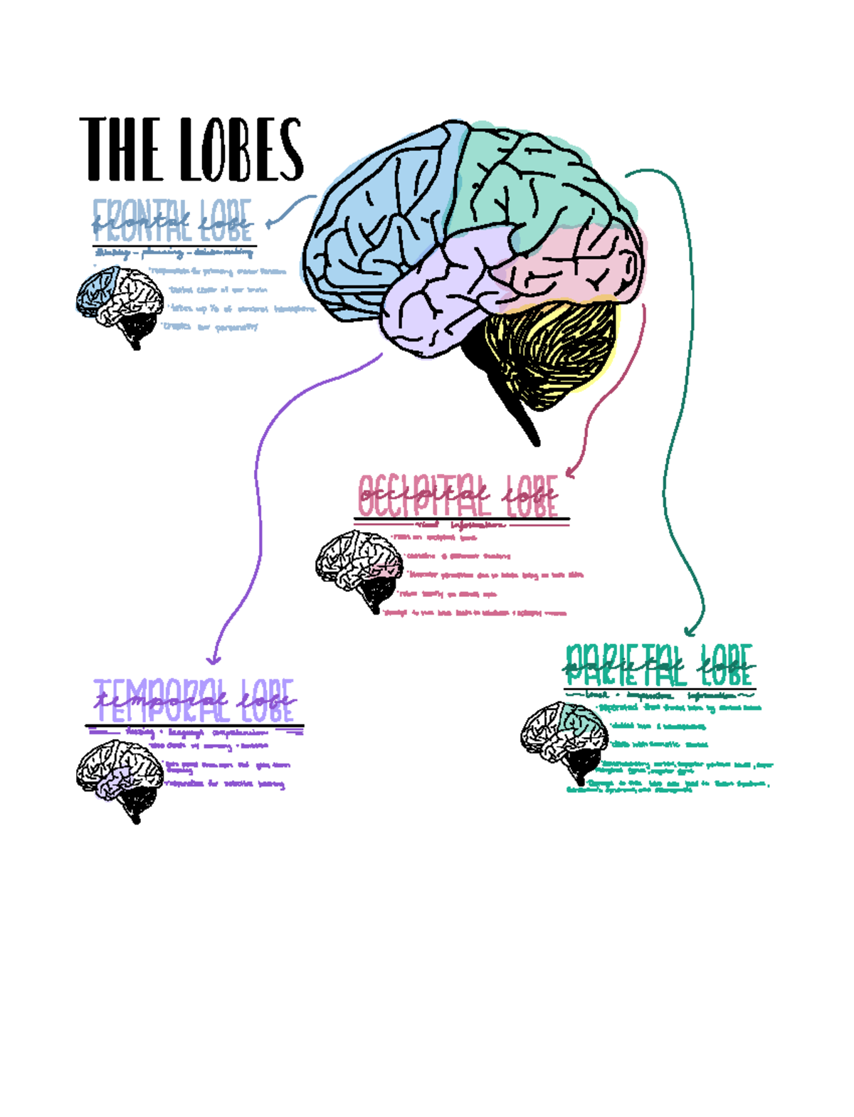 Psych Anatomy basics - THELOCBESIS idk Bri thinking planning decision ...