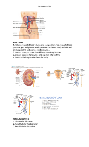 Transes Respiratory - RESPIRATORY SYSTEM NRG 10 3 – ANATOMY ...