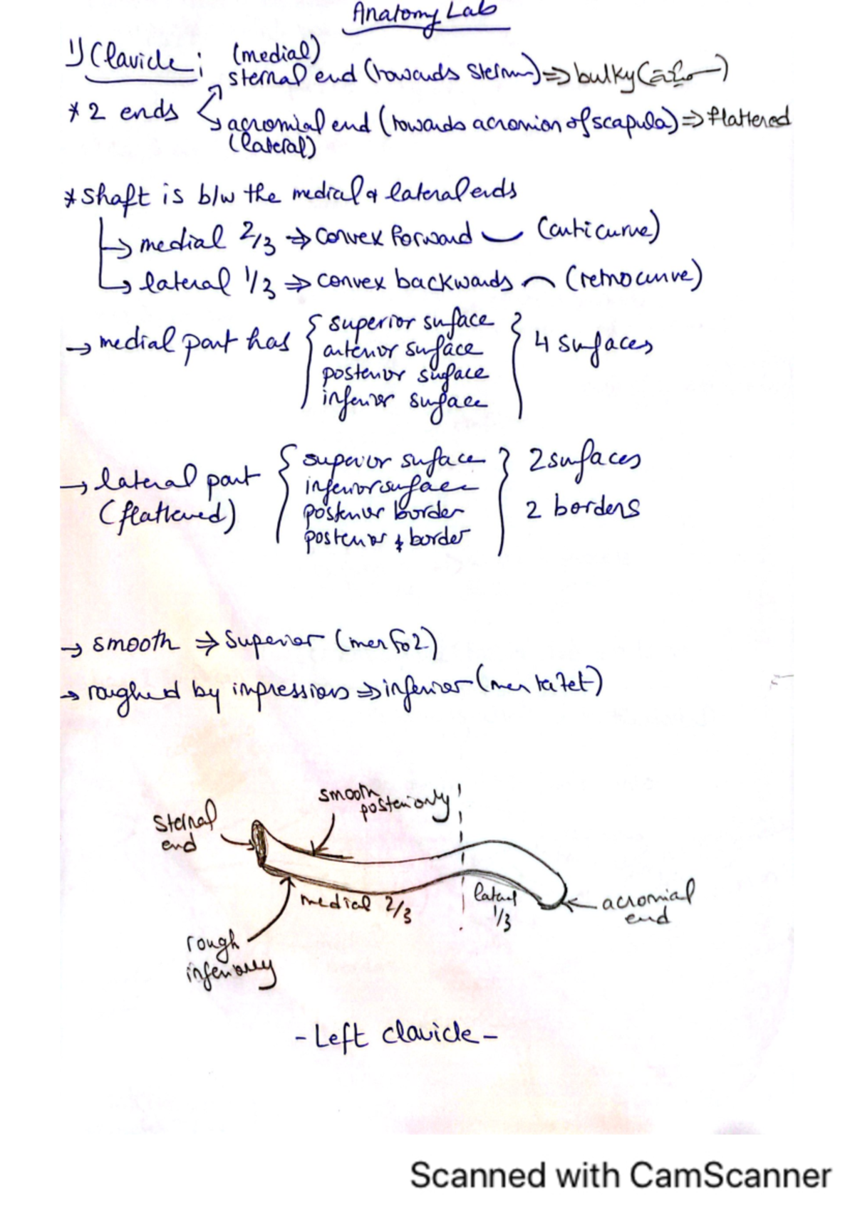 Upper limb anatomy lab - Gbcdbcdchdhbcd - Anatomy Lab 1) stemal end ...