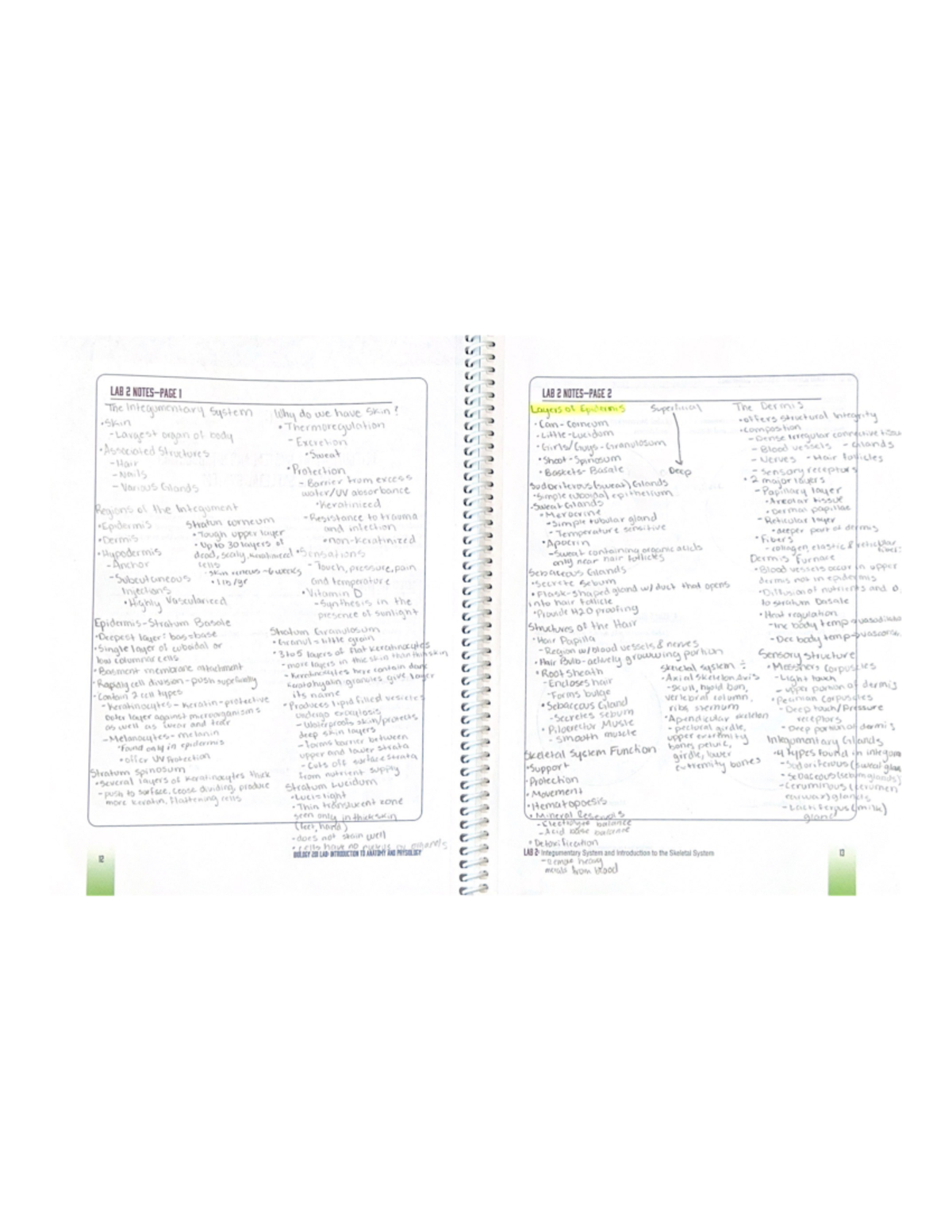 LAB 2 Notes-PAGE 1 - Lab notes and practice - BIO 201 - Studocu