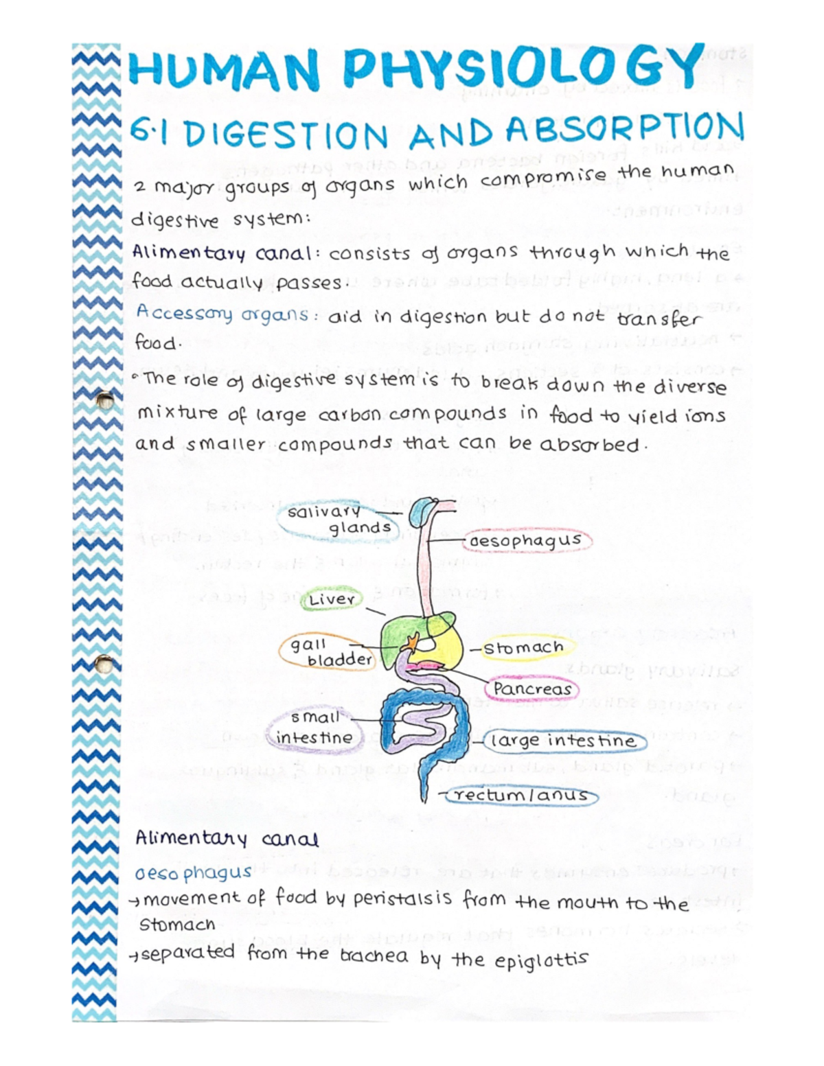 Human Digestion Notes - HUMAN PHYSIOLOGY 6 DIGESTION AND ABSORPTION 2 ...