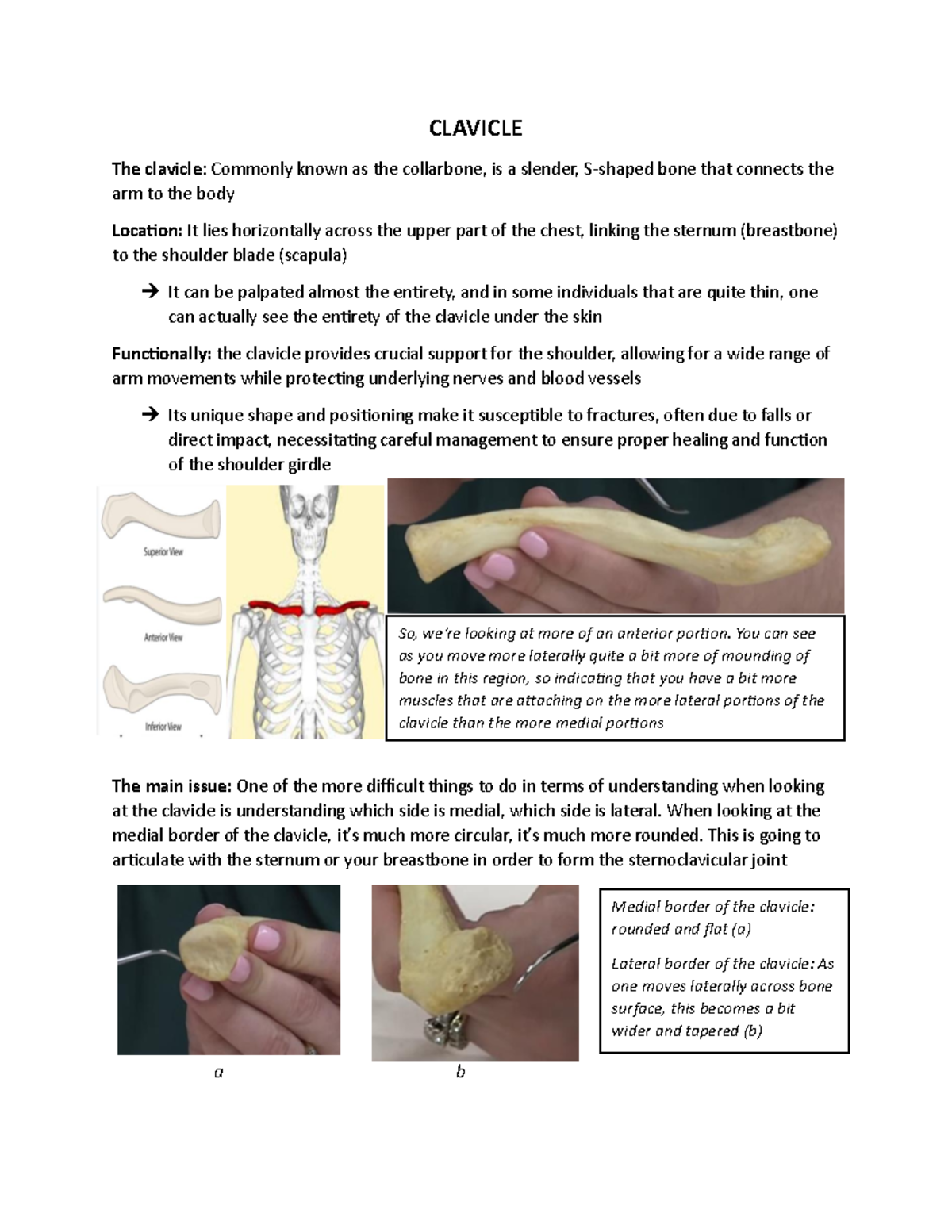 Clavicle - Basic Anatomy of the Skeletal System" class notes - CLAVICLE ...