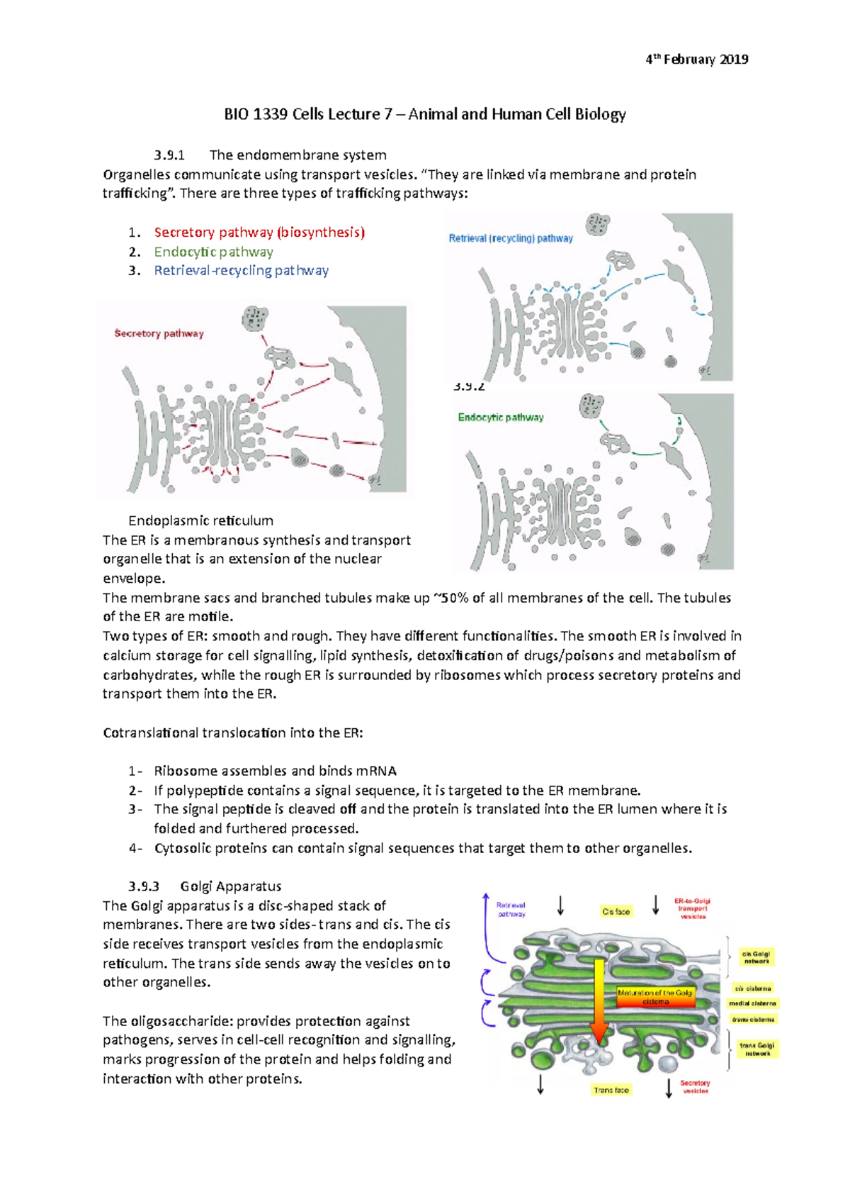 BIO1339 Lecture 7 - Animal and Human Cell Biology - 4 th February 2019 ...