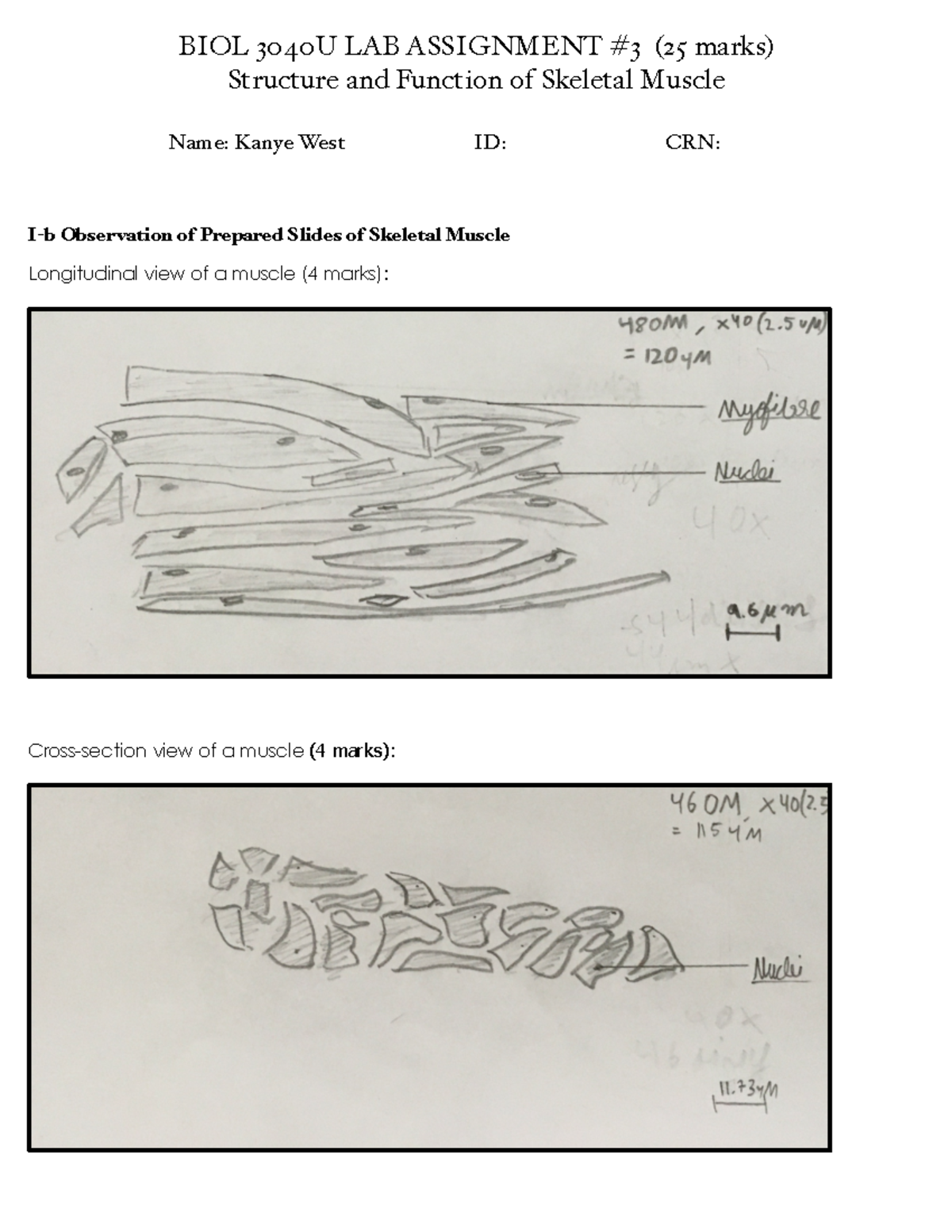 Lab 3 - Worksheet - Factors affection the relaxation of rabbit muscle ...