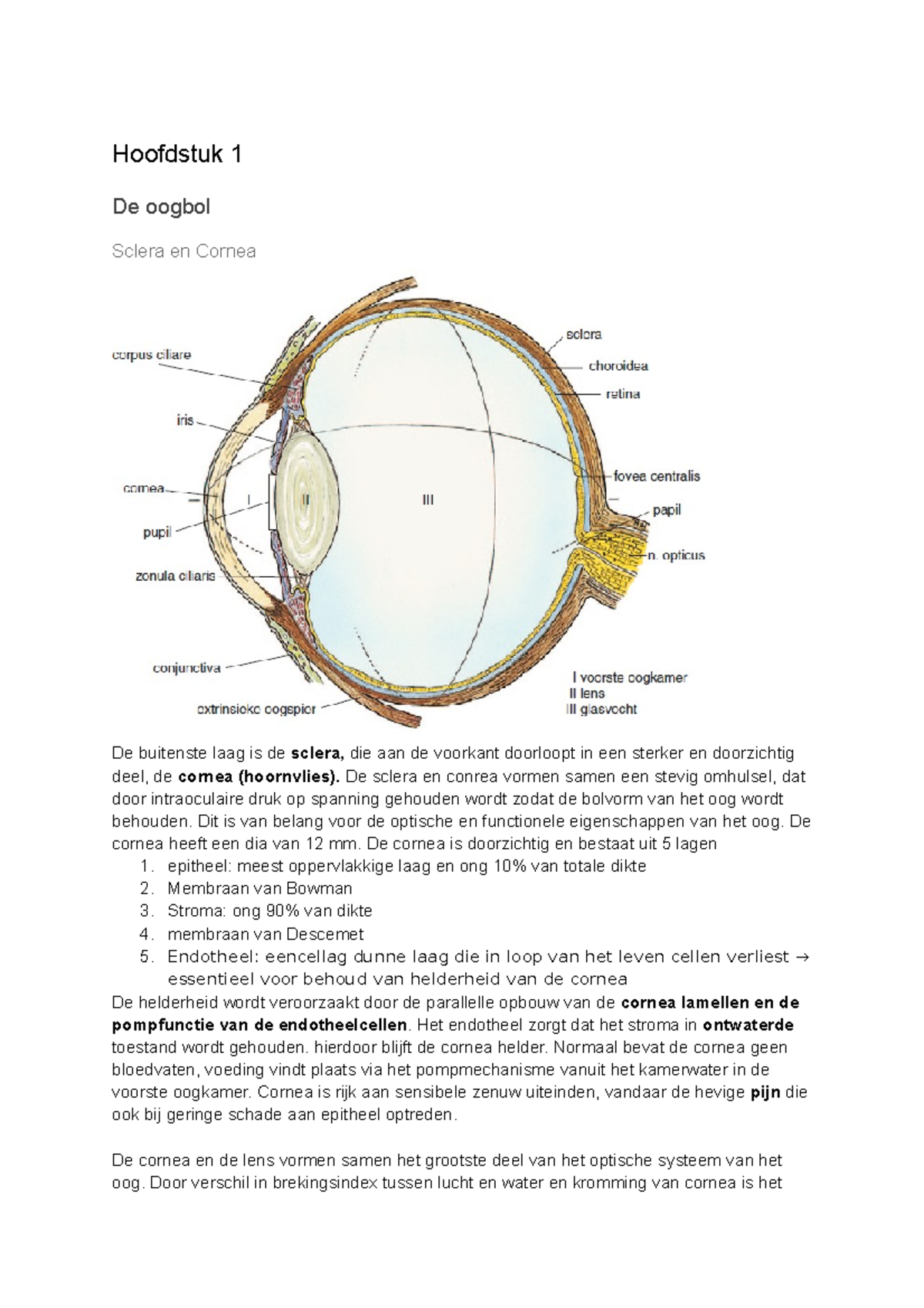 Oog samenvatting - Hoofdstuk 1 De oogbol Sclera en Cornea De buitenste ...