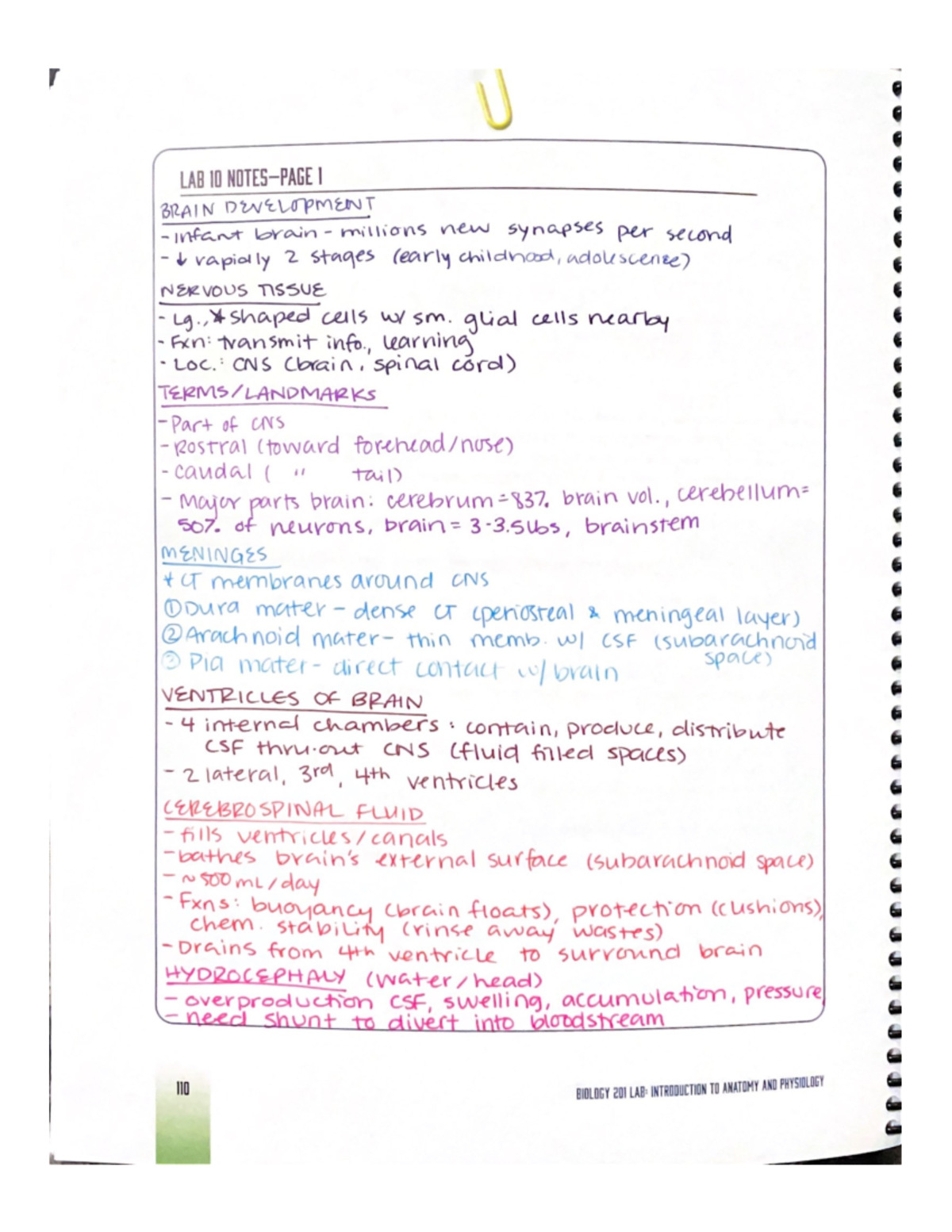 Lab 10 notes and drawings Brain Development - BIO 201L - Studocu