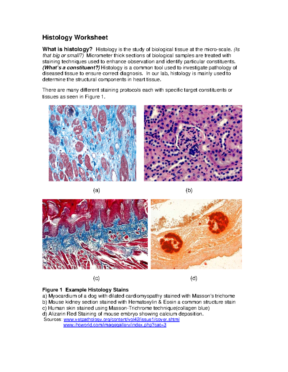 Human Histology Worksheet - Histology Worksheet What is histology ...