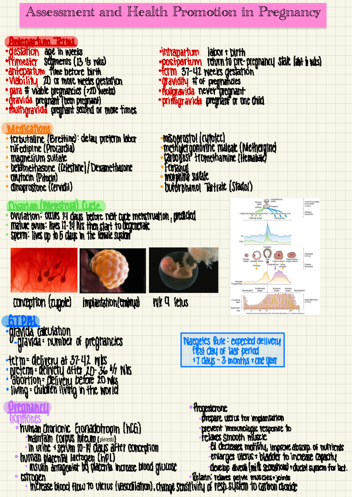 OB PEDS Exam One - ob peds - Assessment and Health Promotion in ...