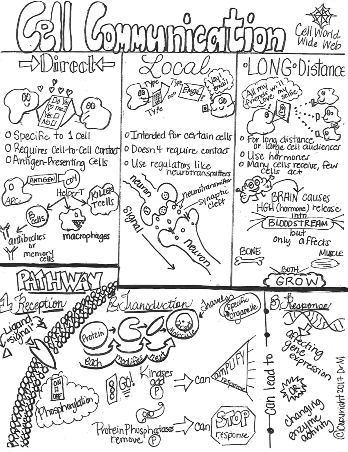 Cell communication Dr M edited Sketchnotes - Bll Communication Cell ...