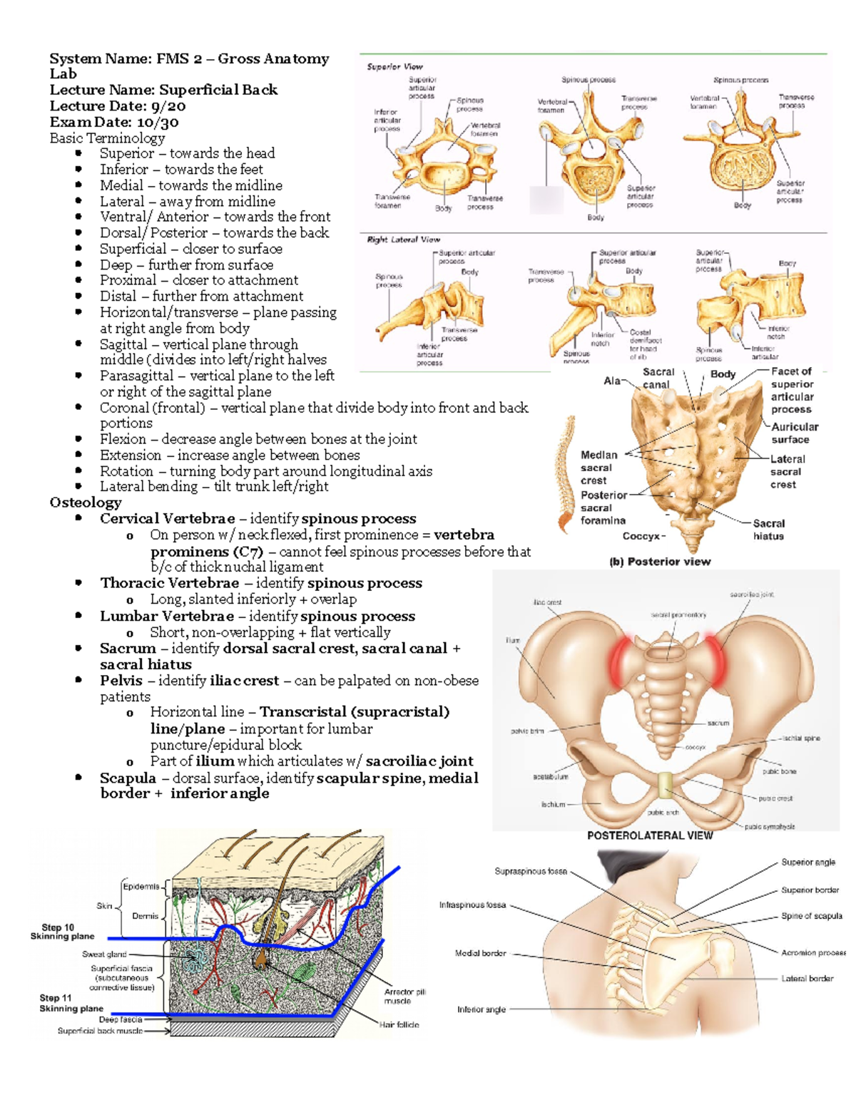 9:20 Superficial Back - Medicine 100 - System Name: FMS 2 – Gross ...
