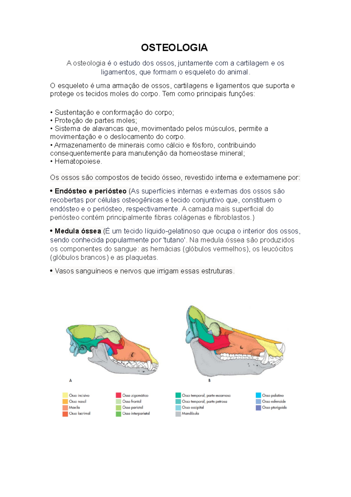 Sistema Esqueletico - OSTEOLOGIA A osteologia é o estudo dos ossos ...