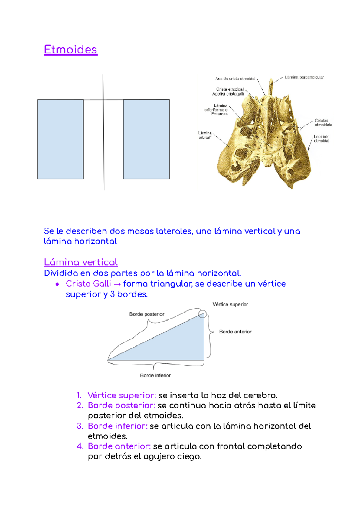 Repaso Hueso Etmoides - Etmoides Se le describen dos masas laterales ...