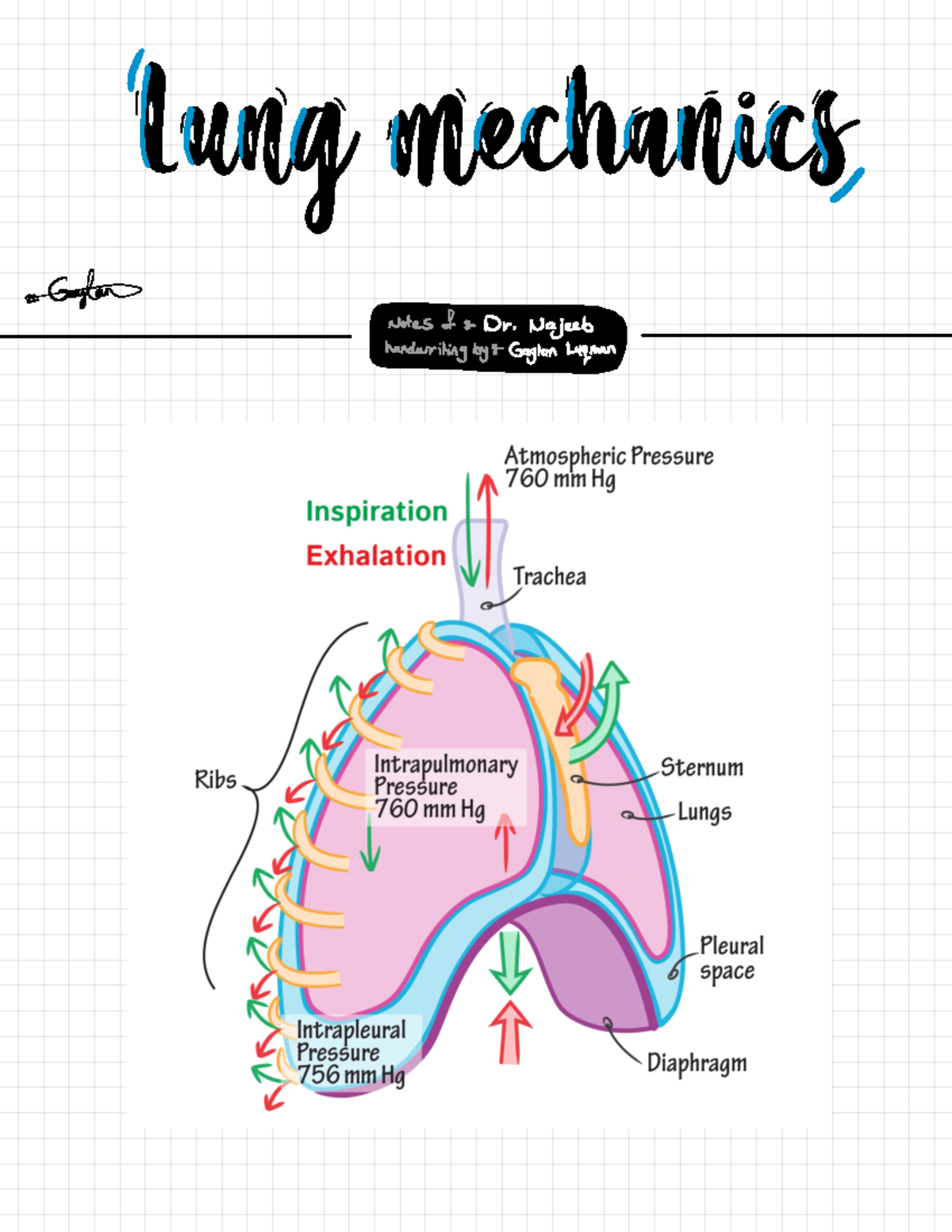 2- Lung Mechanics ☑️ - ####### Lung mechanics ↑y , is , is all ins ...