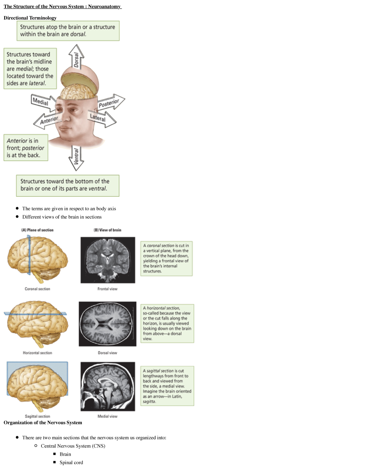 Neuro Lecture two - The Structure of the Nervous System : Neuroanatomy ...