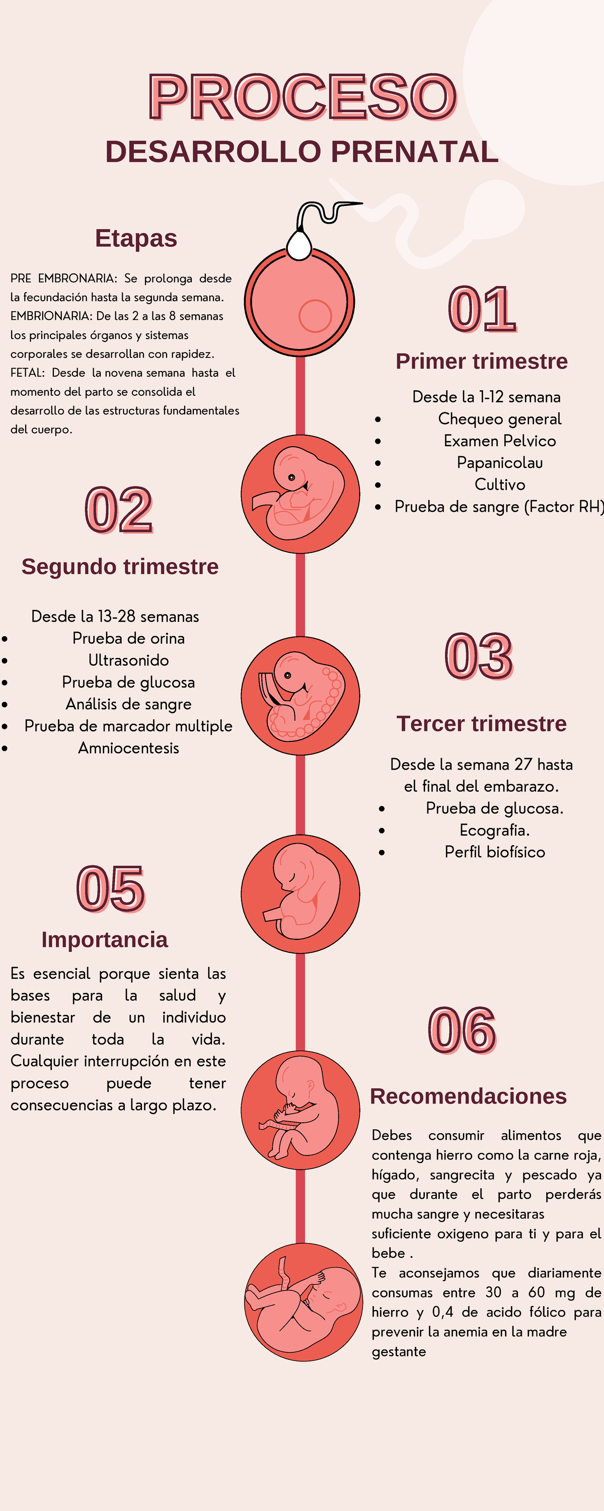 Infografia - Desarrollo prenatal - PROCESOPROCESO DESARROLLO PRENATAL ...