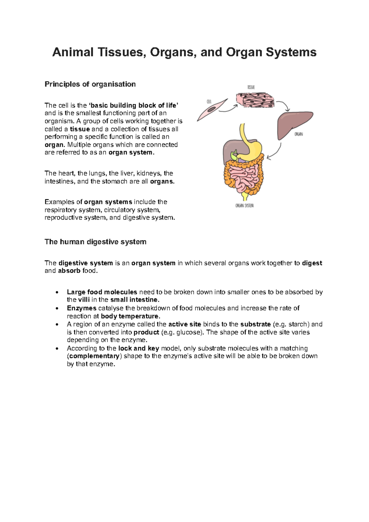 Topic+2+-+Animal+Tissues,+organs+and+organ+systems - Animal Tissues ...