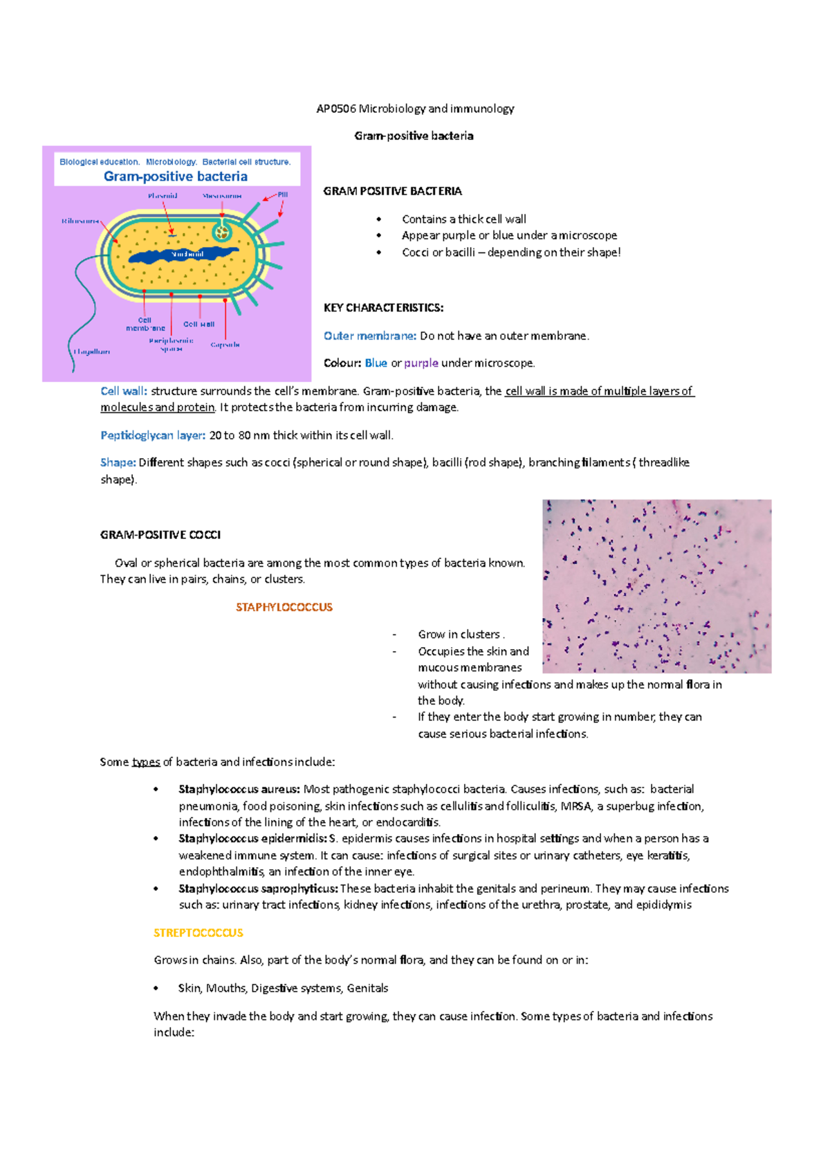 Gram positive bacteria - AP0506 Microbiology and immunology Gram ...