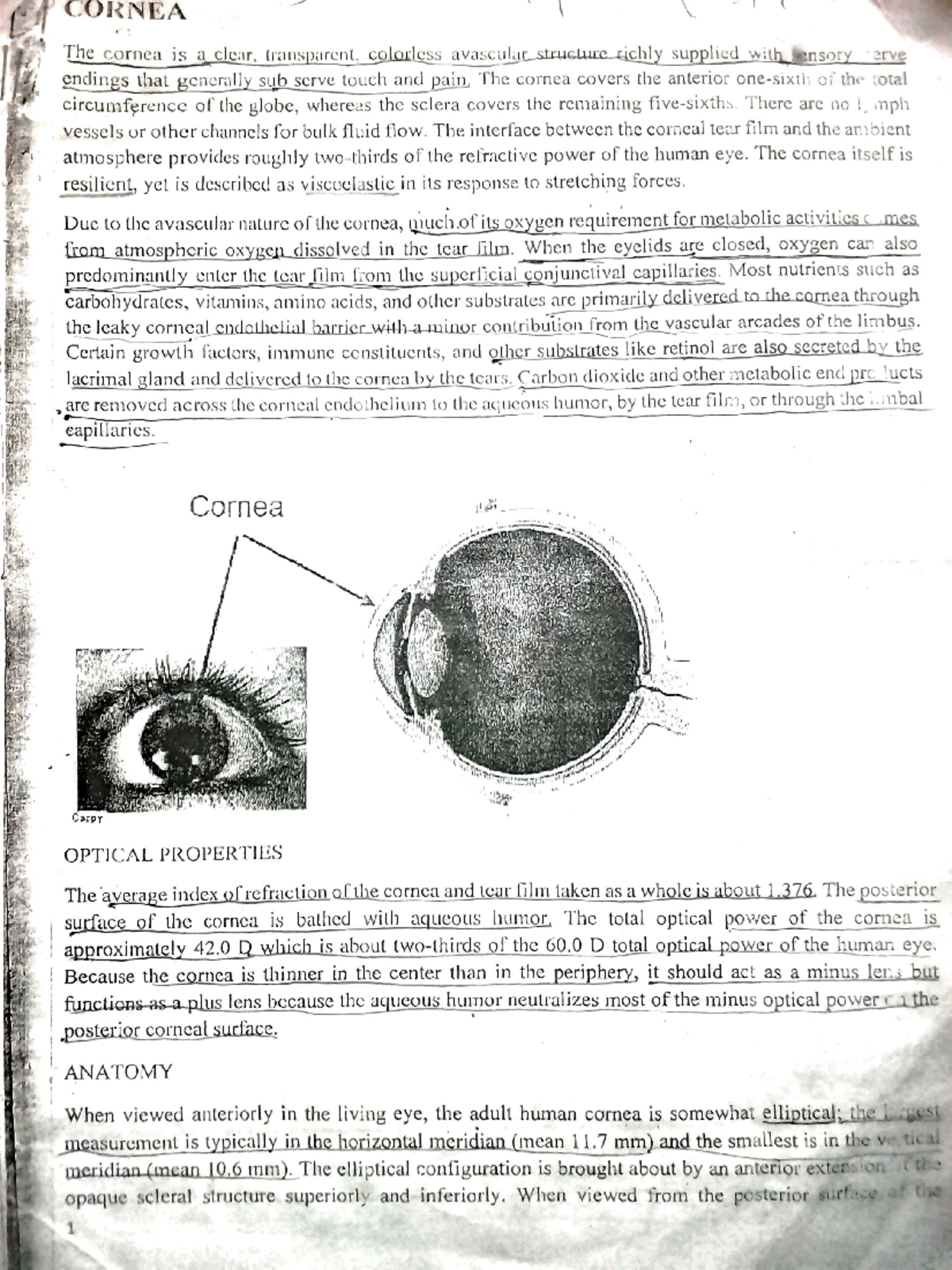 Opt217 cornea - Introductory Biochemistry - Studocu