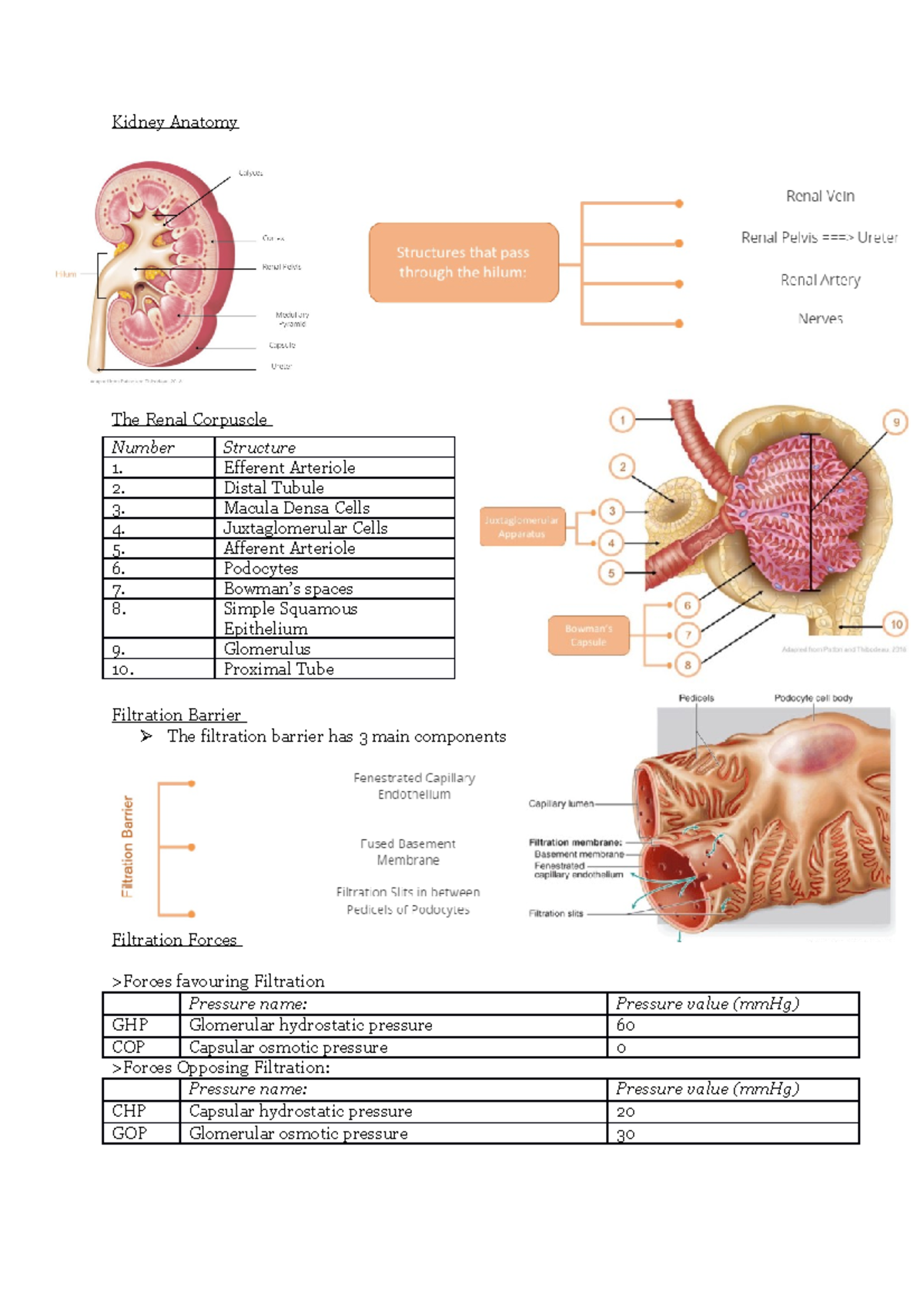 The urinary system - Kidney Anatomy The Renal Corpuscle Number 1. 2. 3 ...