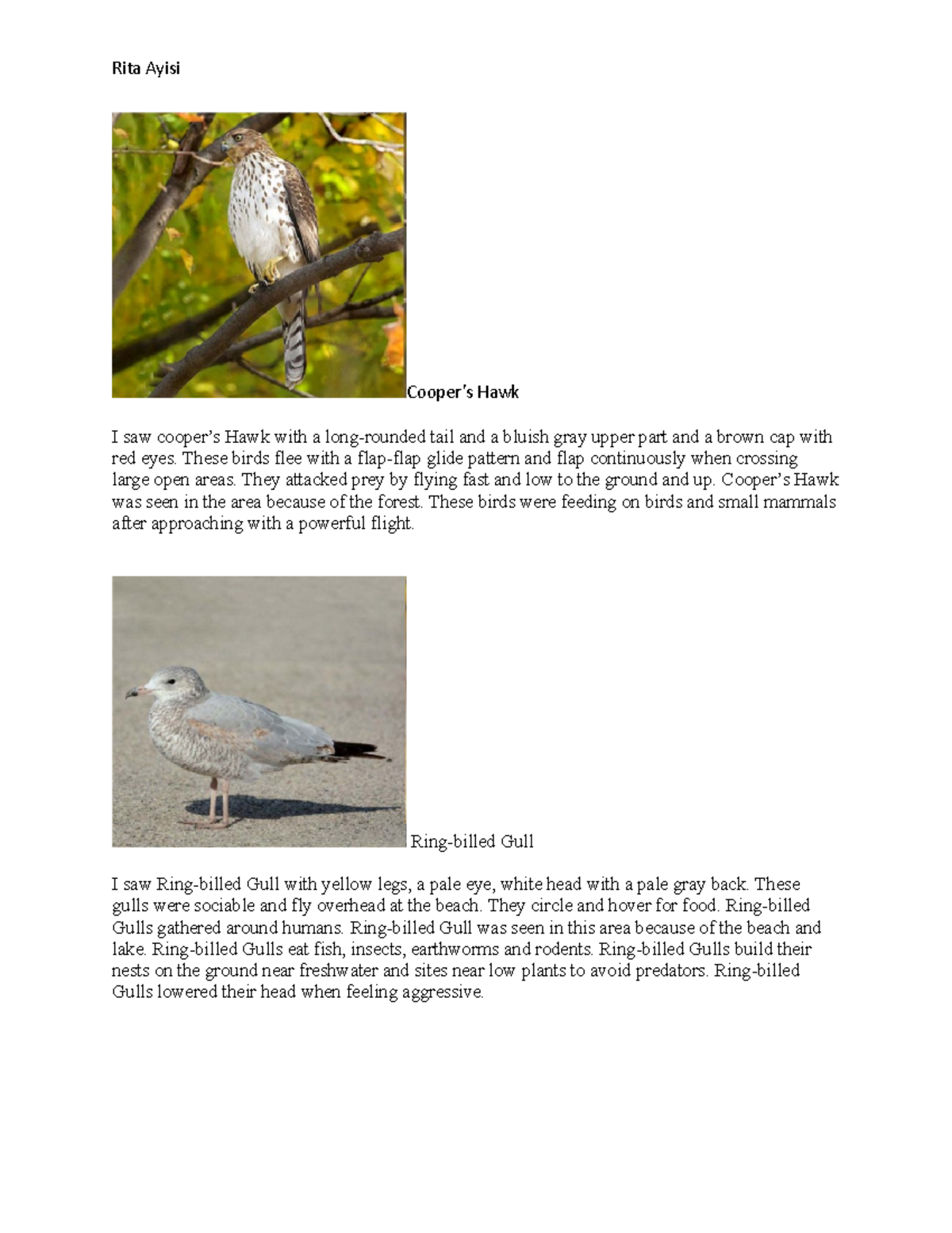 Birding- bio - Birding assignment - Rita Ayisi Hawk I saw Hawk with a ...