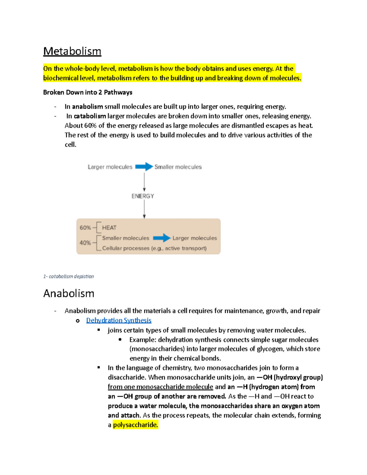 Unit 2 Test Review A&P - Overview of unit two - Metabolism On the whole ...