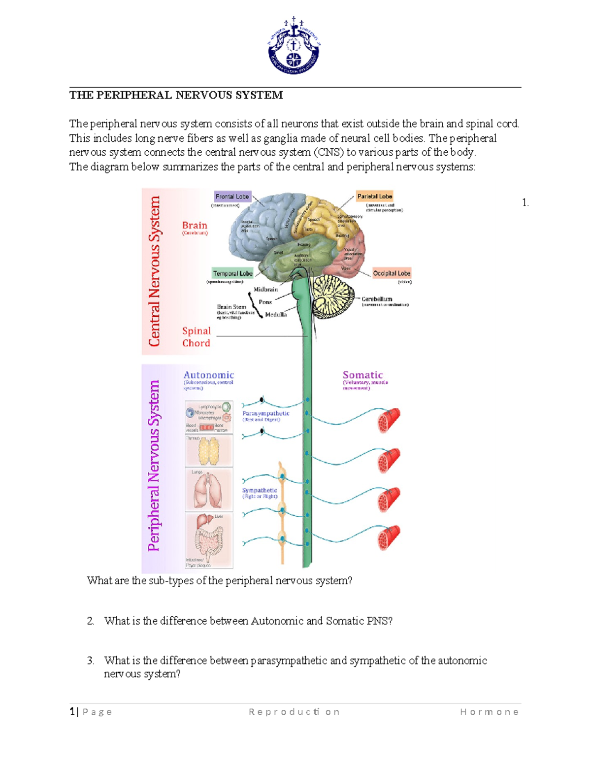 11 CNS and PNS - THE PERIPHERAL NERVOUS SYSTEM The peripheral nervous ...