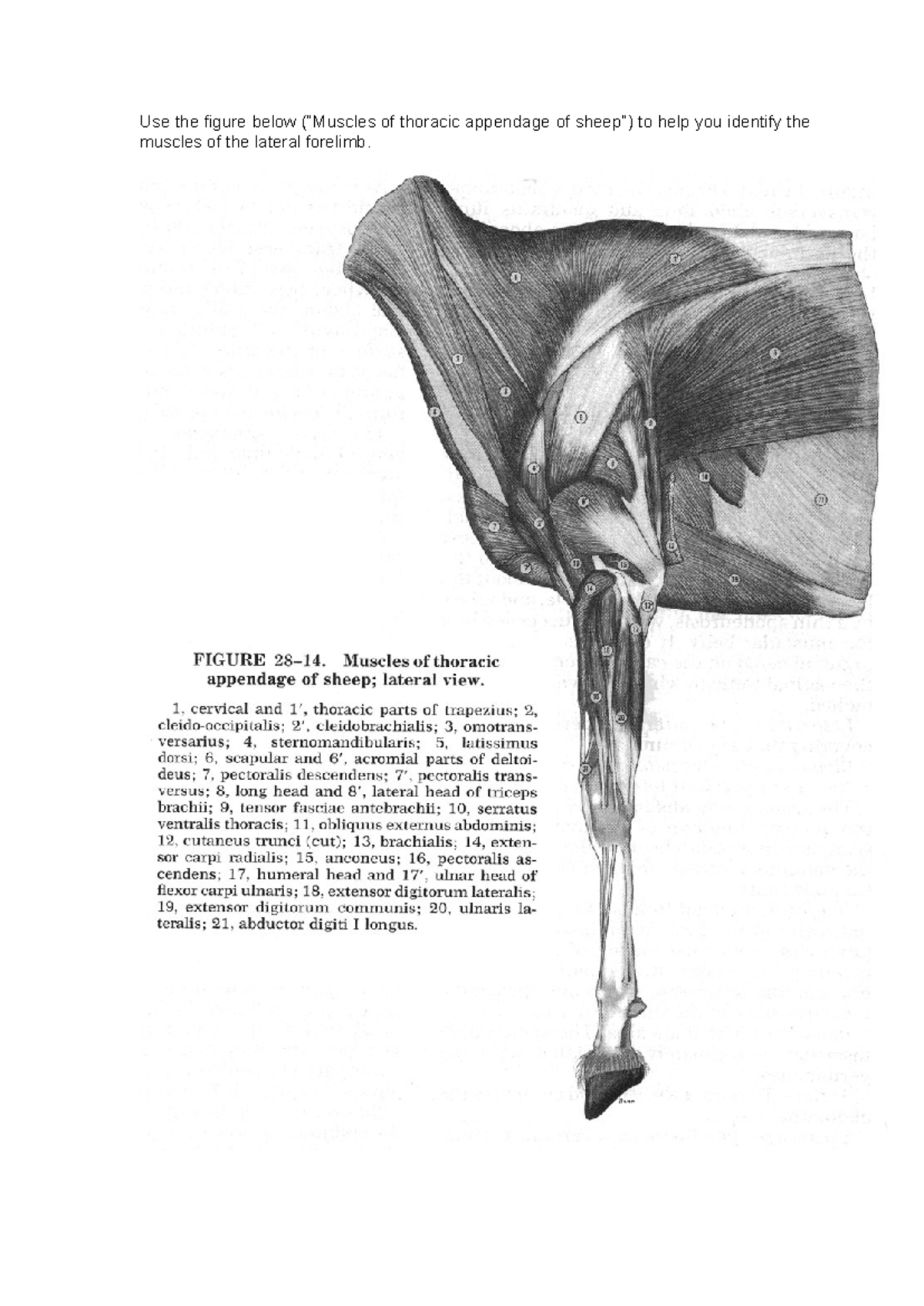 Ovine dissection diagrams - Forelimb - VET201 - Use the figure below ...