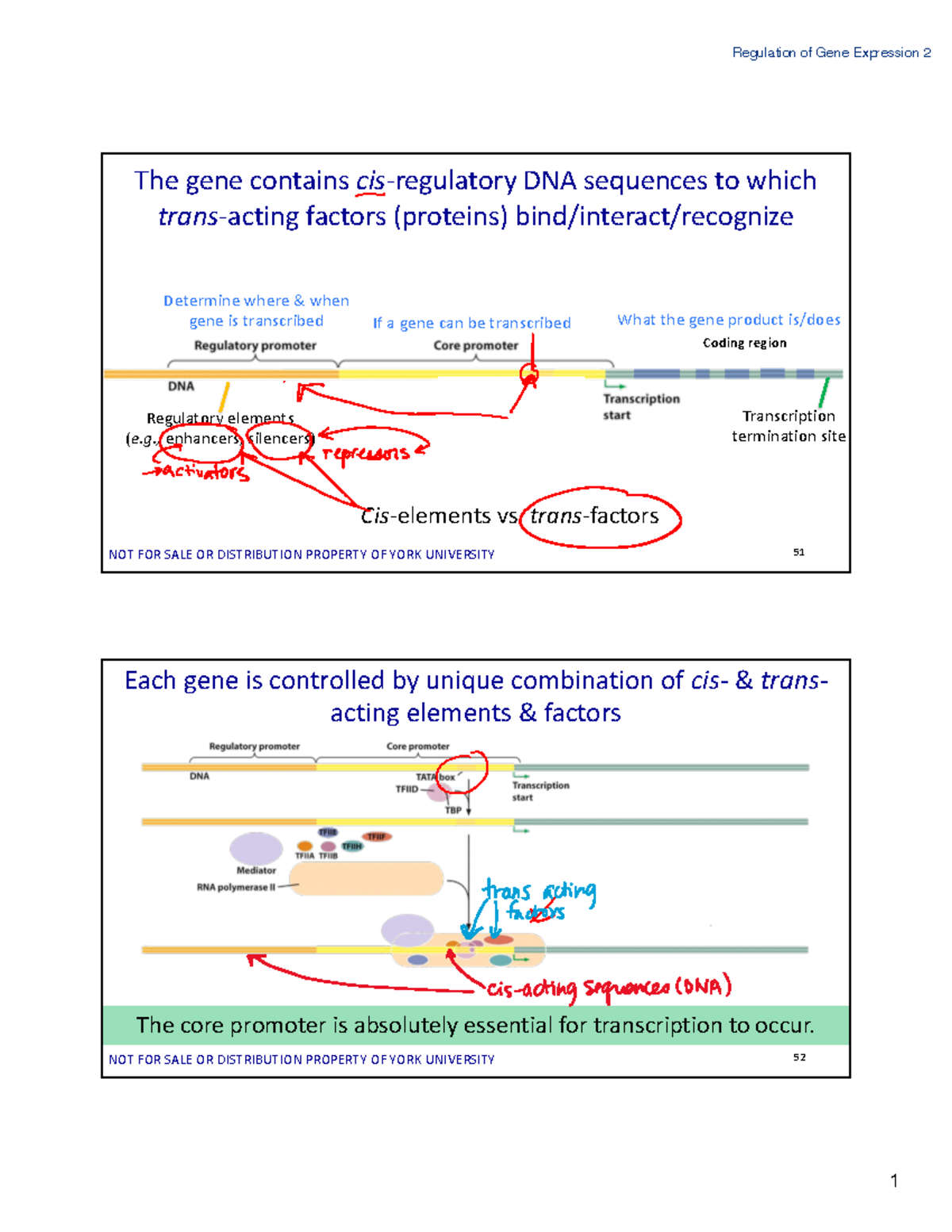 V5 BIOL 2040 F2022 Regulation of Gene Expression 2 - 10/14/ 1 The gene ...