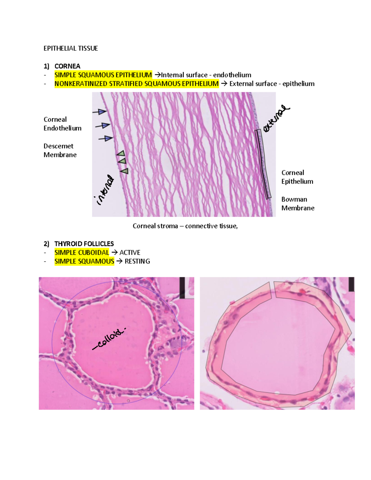 Epithelial Tissue LAB - EPITHELIAL TISSUE CORNEA SIMPLE SQUAMOUS ...