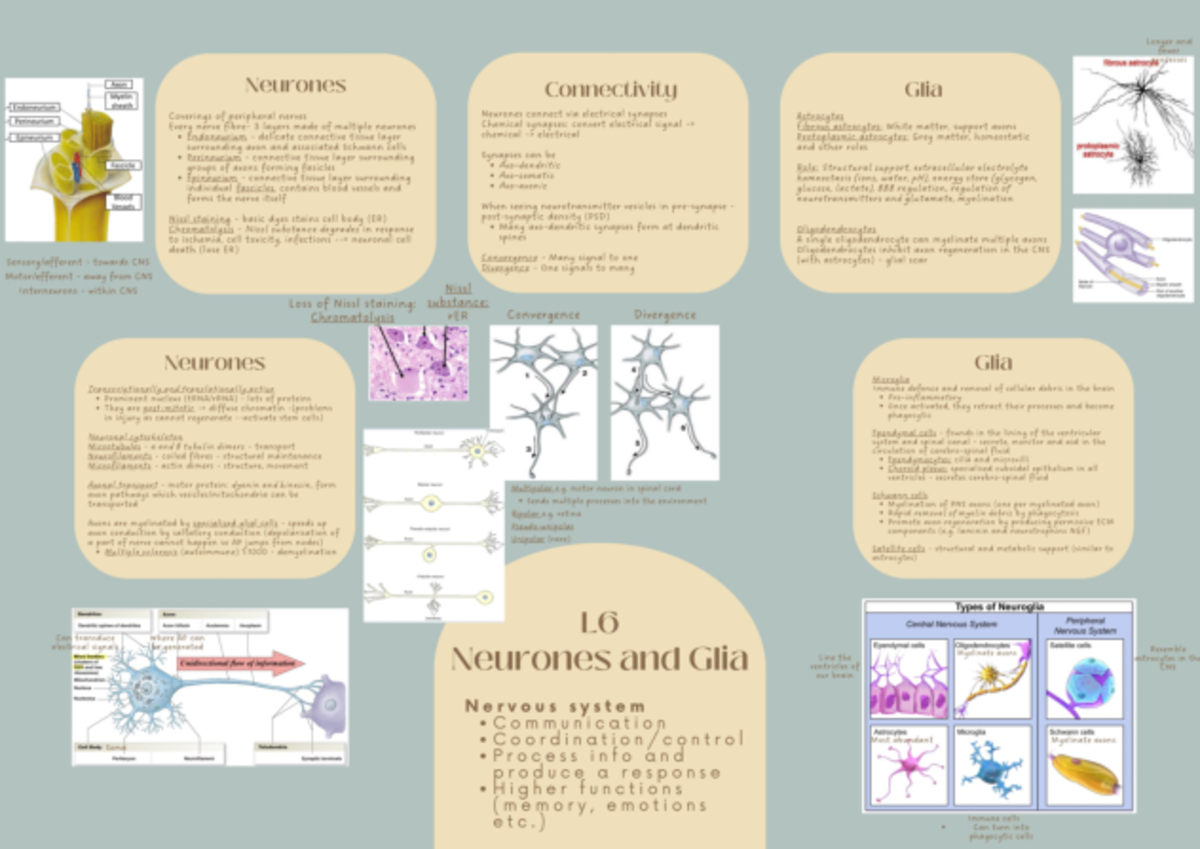 Neurons And Glial Cells Openstax Biology