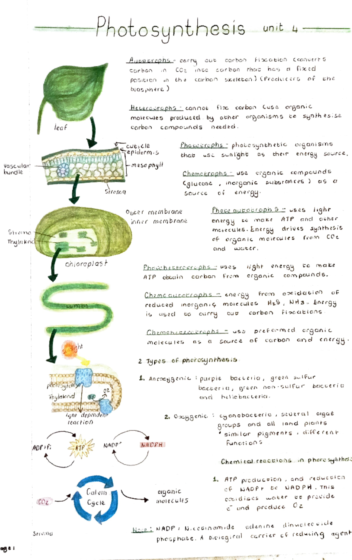 Photosynthesis - vasc. ... lar- bundle. Shcn, o I leaf Photosynthesis ...