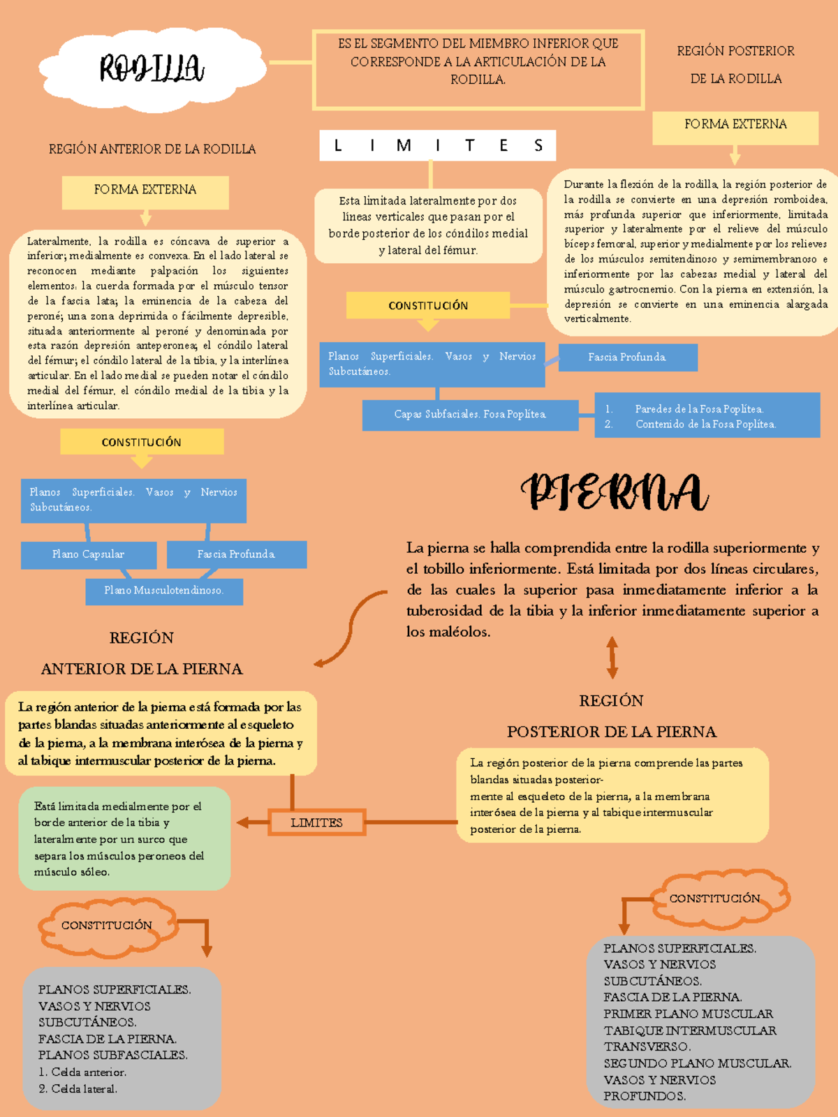 mapas conceptuales - RODILLA ES EL SEGMENTO DEL MIEMBRO INFERIOR QUE ...