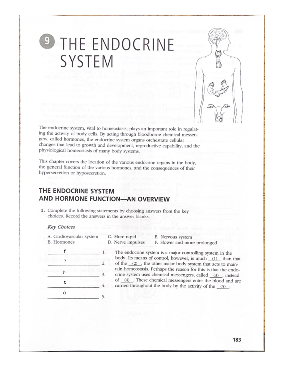 Endocrine Overview WS 1 - Studocu