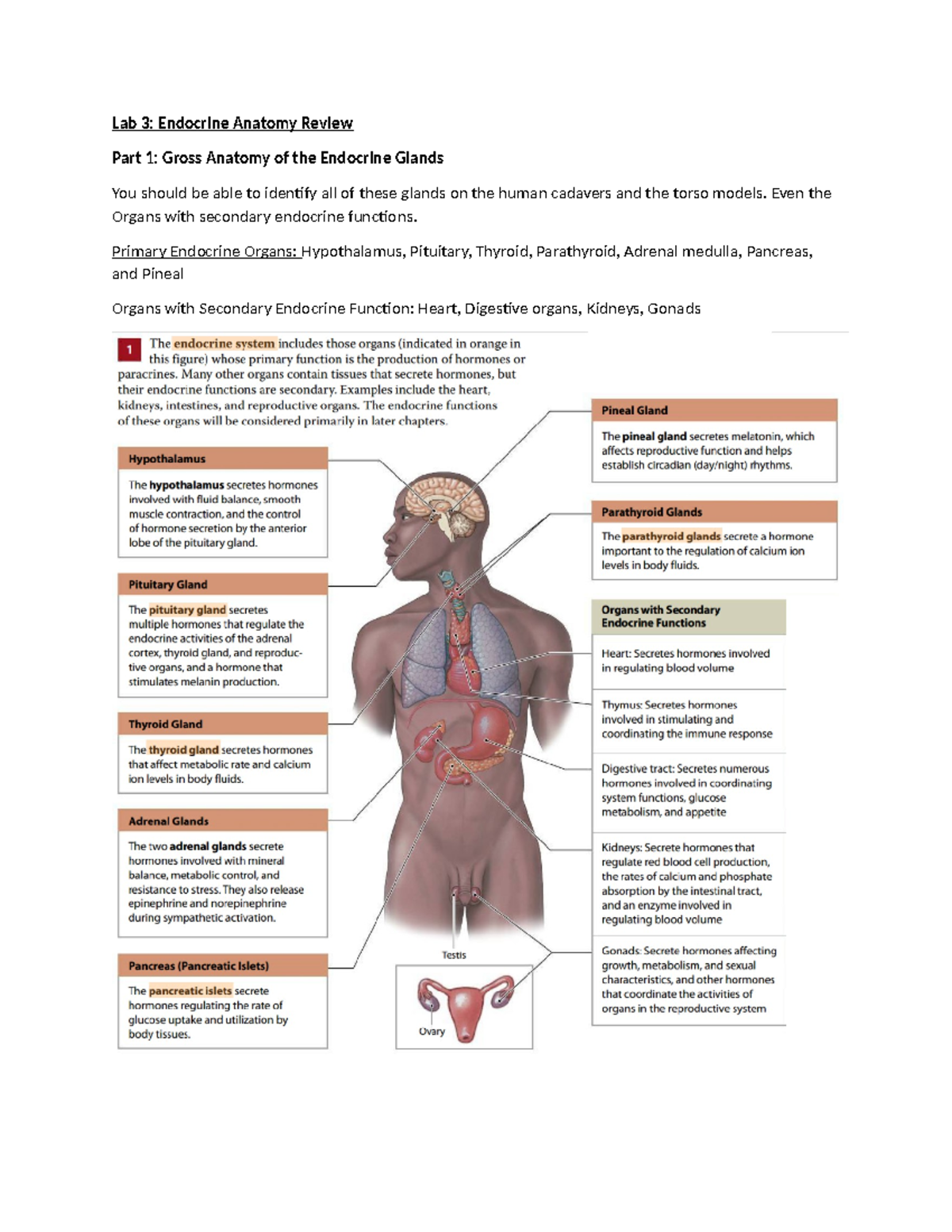 Lab 2 Endocrine Anatomy Review - Lab 3: Endocrine Anatomy Review Part 1 ...