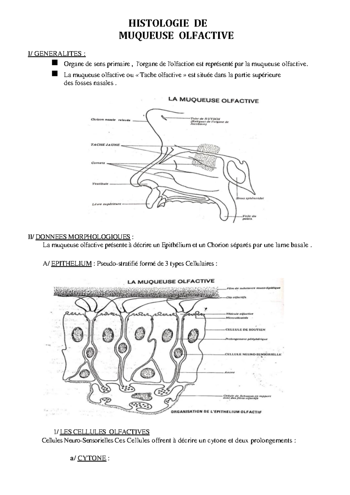 Histo 2an neuro-muqueuse olfactive 2022gheyat - HISTOLOGIE DE MUQUEUSE ...