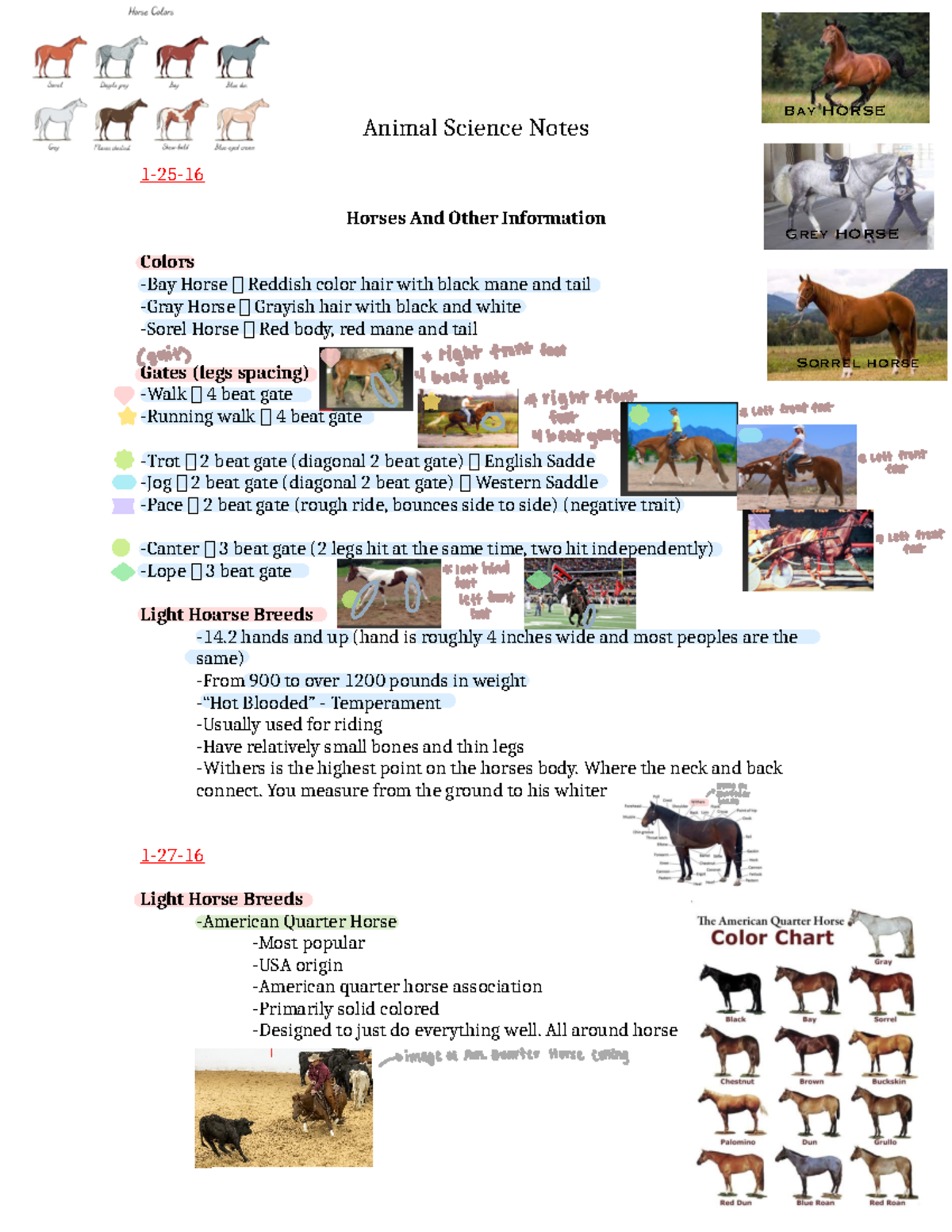 Horses Sheep Cattle Swine Lecture 3 - Animal Science Notes 1-25- Horses ...