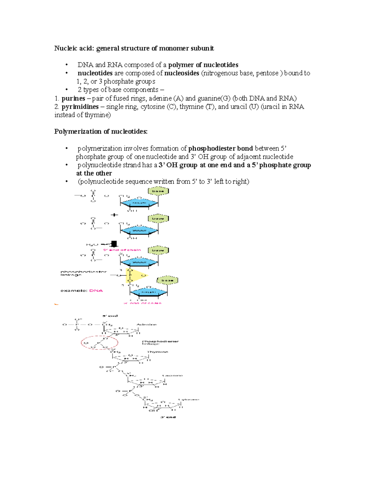 DNA RNA and Protein Synthesis Notes - Nucleic acid: general structure ...