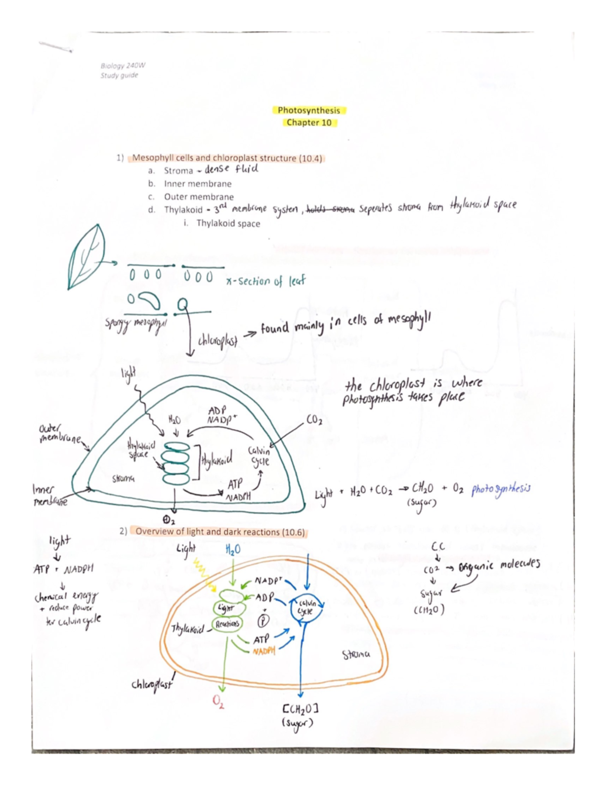 Photosynthesis (Ch. 10) - BIOL 240W - Studocu