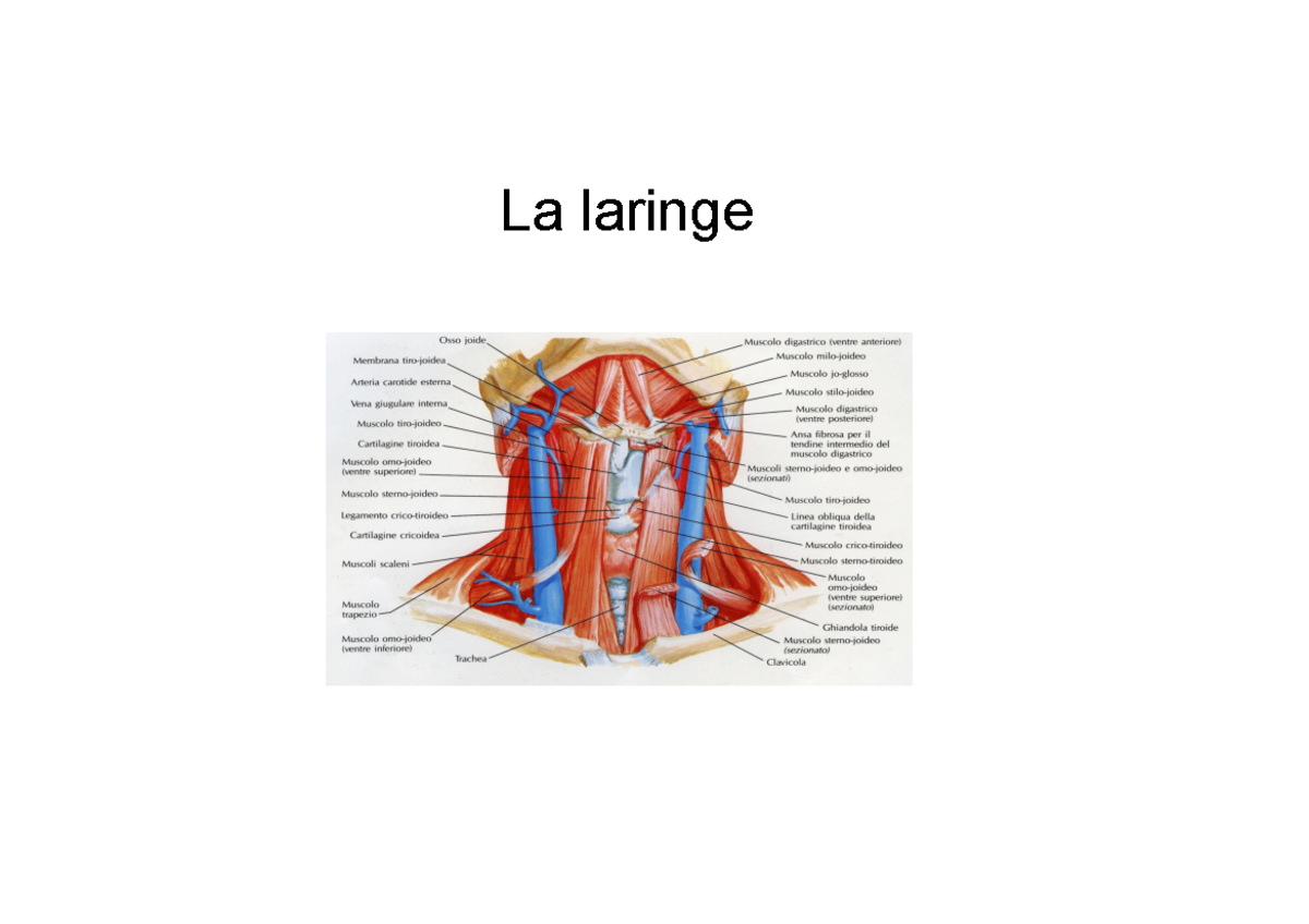 Laringe Schemi - La laringe È costituita dall’insieme di 11 cartilagini ...