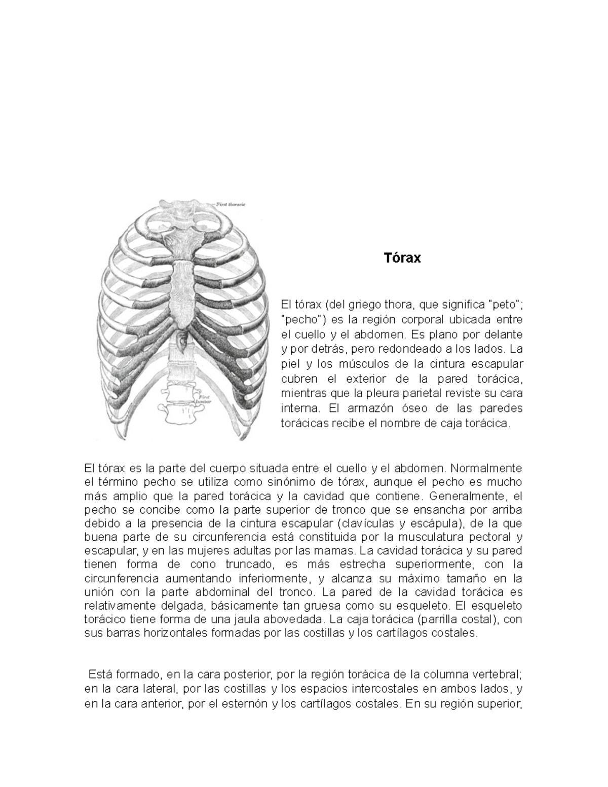 Torax - Tórax El tórax (del griego thora, que significa “peto”; “pecho ...