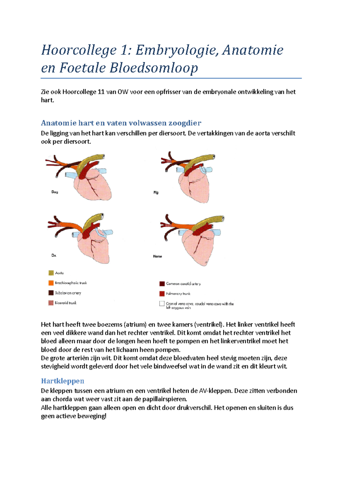 Hoorcollege 1 - Anatomie hart en vaten volwassen zoogdier De ligging ...