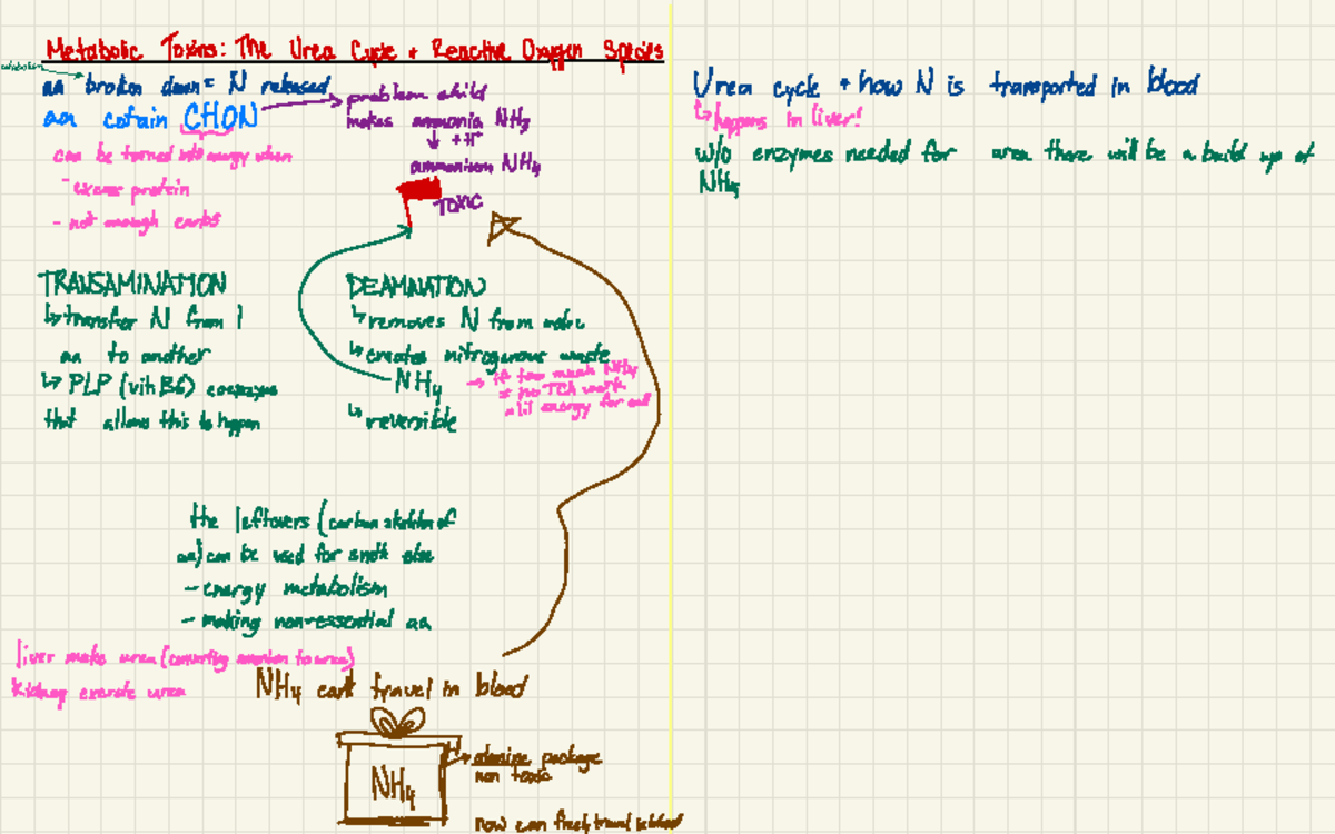 Metabolic Toxins The Urea Cycle Reactive Oxygen species - ·tabolism ...