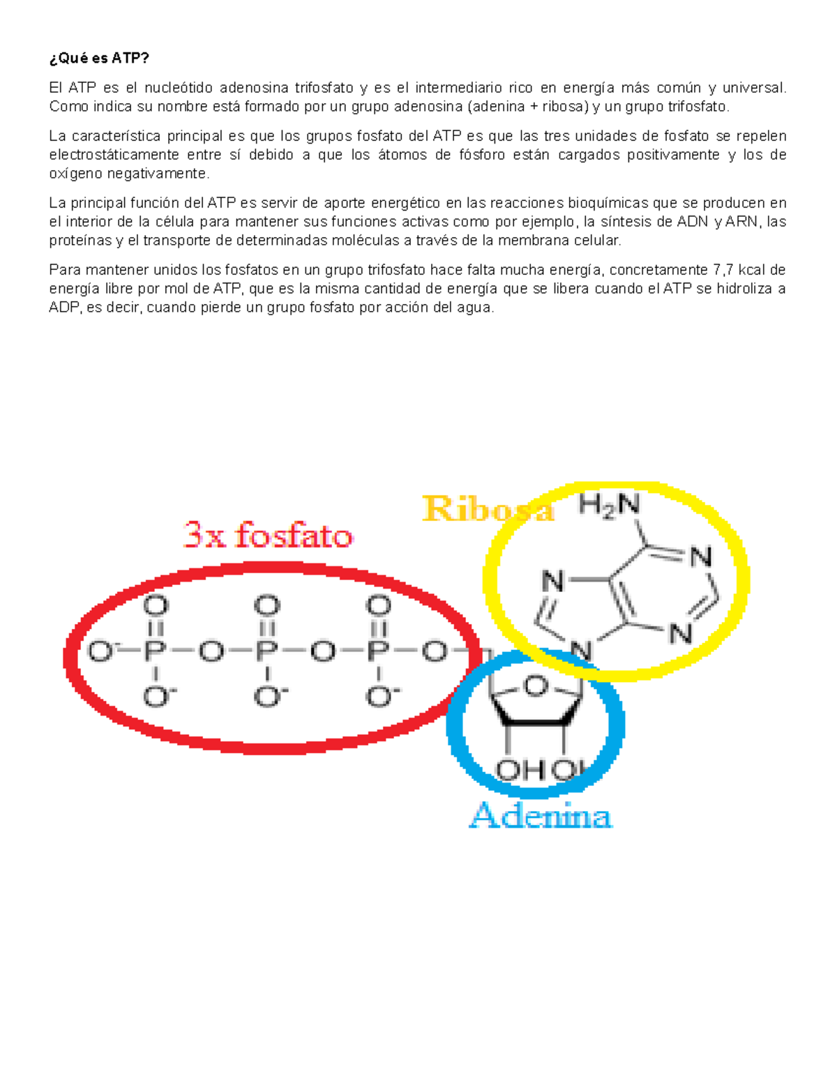 Nuevo Microsoft Word Document - ¿Qué es ATP? El ATP es el nucleótido adenosina trifosfato y es ...