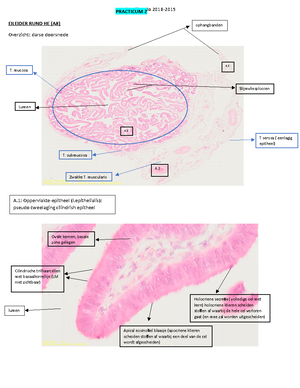 Epitheelweefsel - 2 kanten - Apicaal: bovenkant - Basaal: onderkant ...