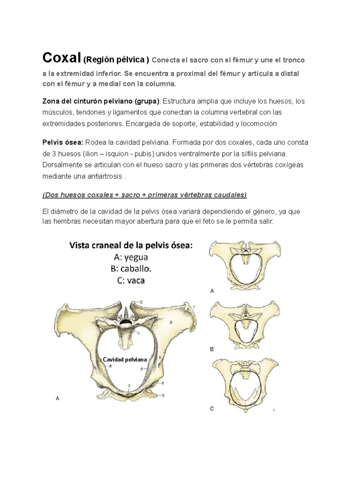 Documento sin título - Anatomia osteologica del coxis en animales ...