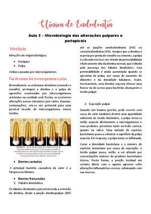 Anatomia da polpa e do canal odontologia endodontia - Resumo Polpa ...