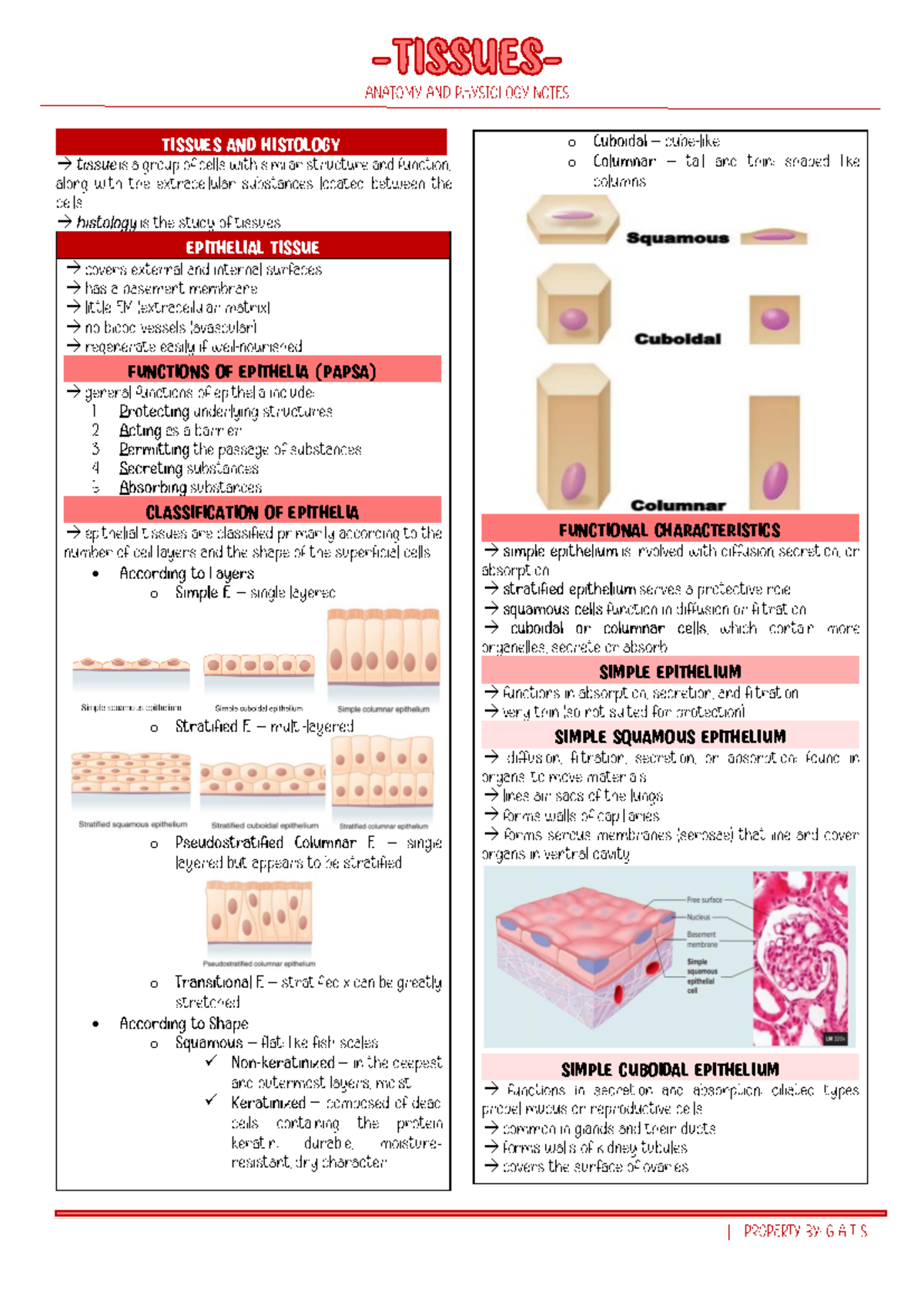 Tissue - ANAPHY - TISSUES AND HISTOLOGY → → EPITHELIAL TISSUE → → → → → ...