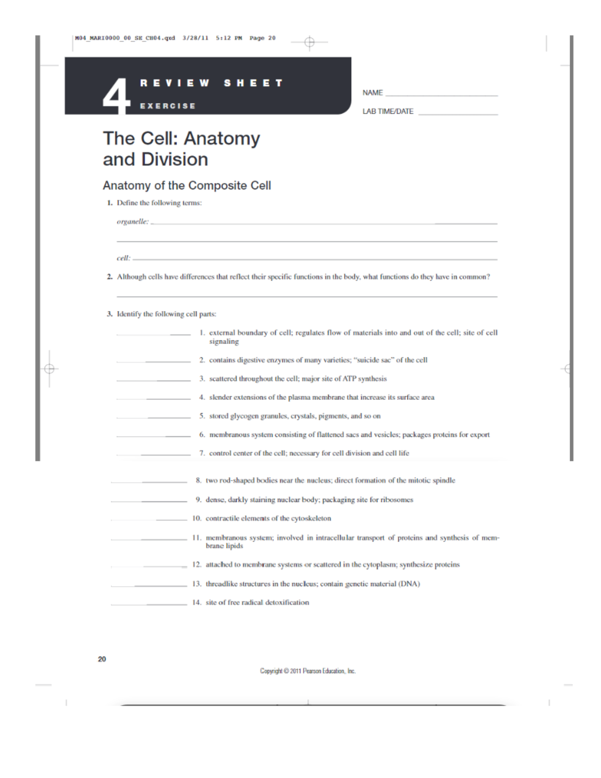 Unit 4 review a and p worksheet - Studocu